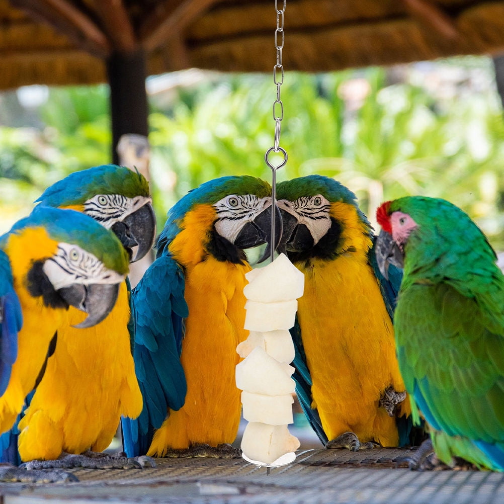 Worgeous Cockatiel Bird Fruit Fork Vegetable Skewer Large Feeder ...