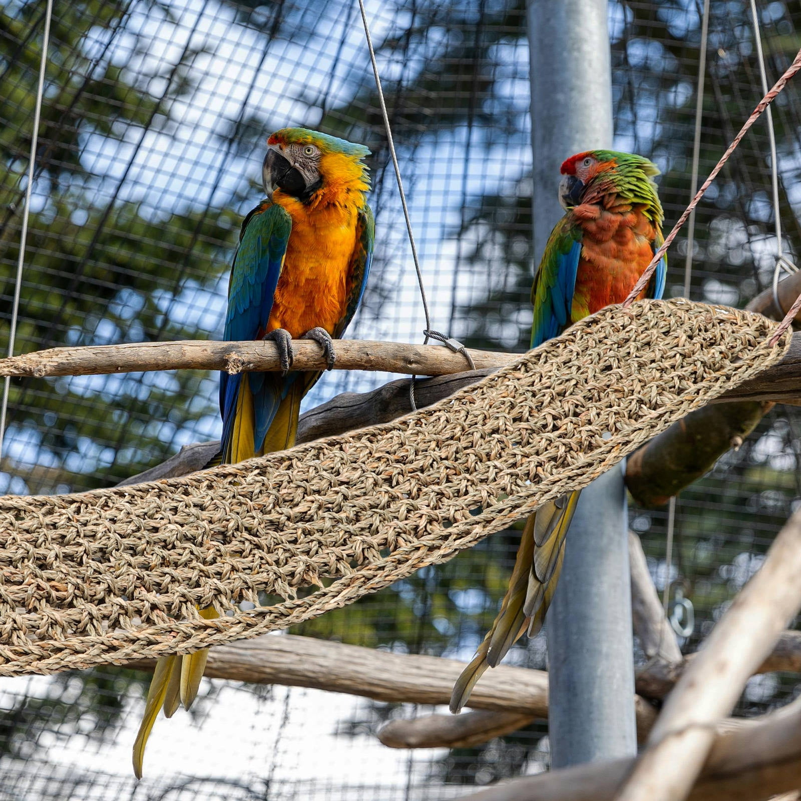 Worgeous Durable Coffee Rattan Bird Climbing Net for Parrots ...