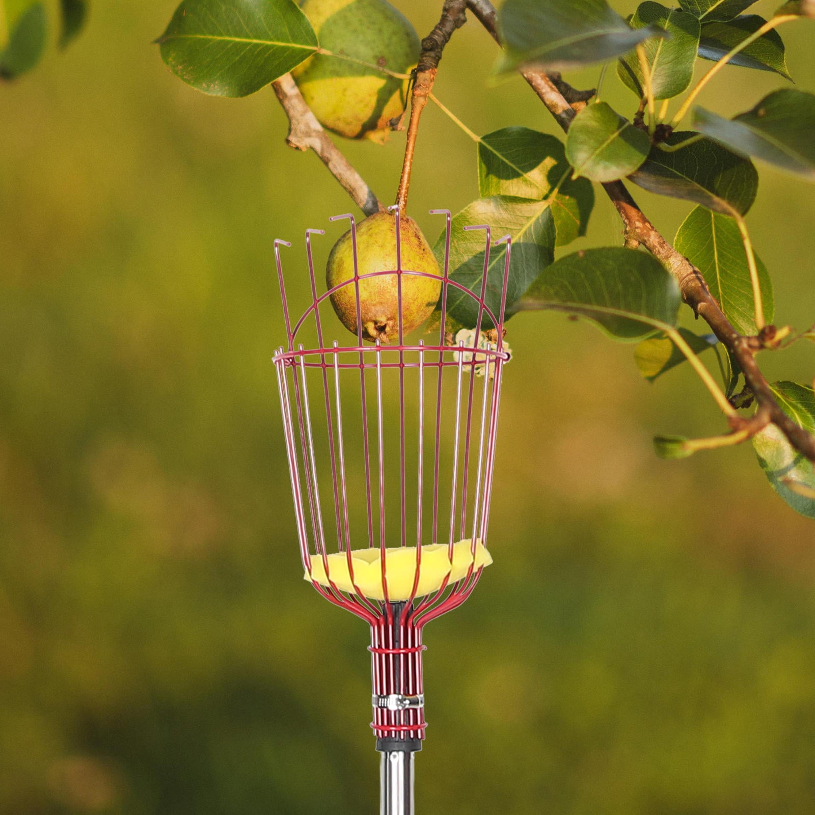 Worgeous Fruit Harvester Tool 1Piece Alloy Steel for Fruit in Garden ...