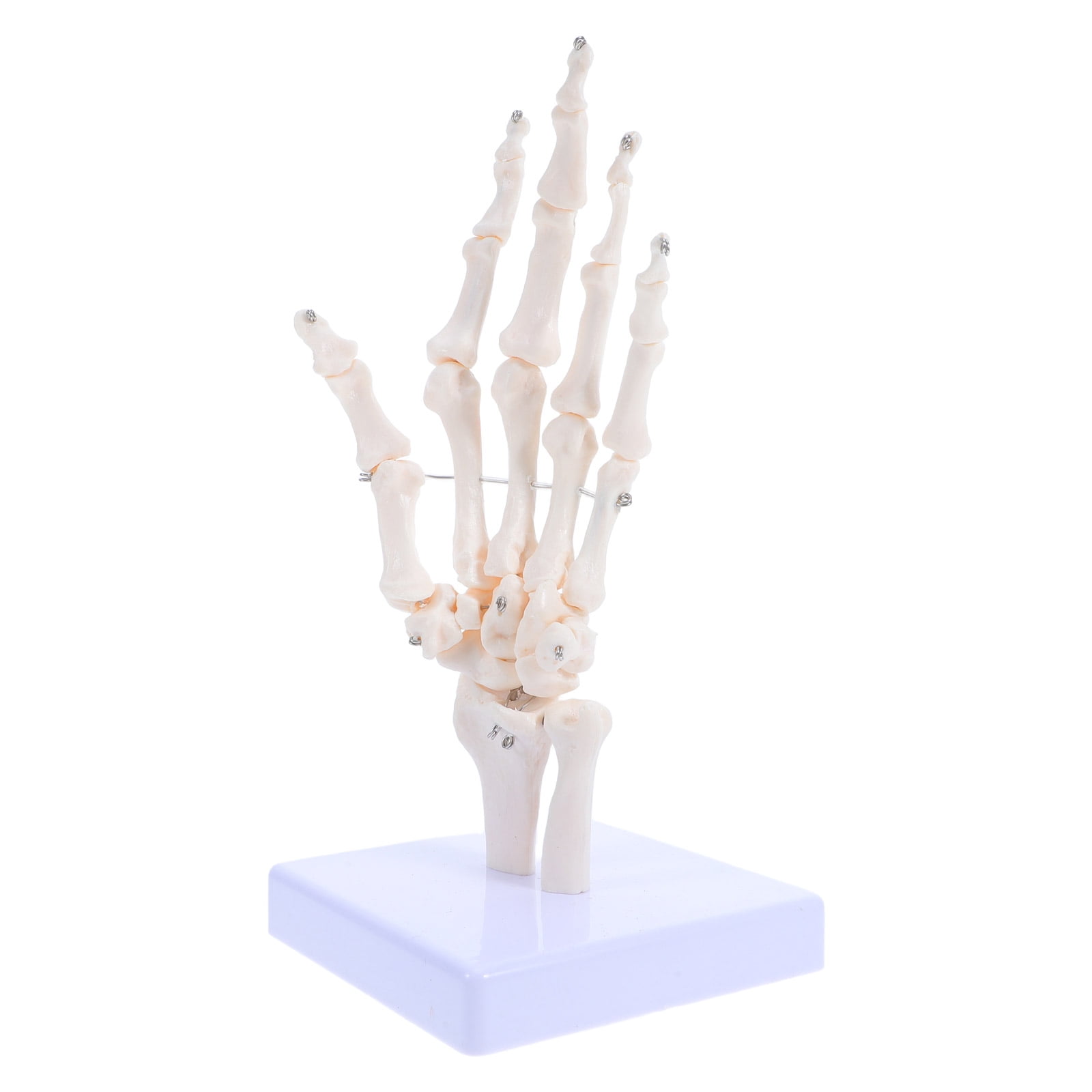 Worgeous Human Hand Skeleton Model for Anatomy Realistic Joint ...