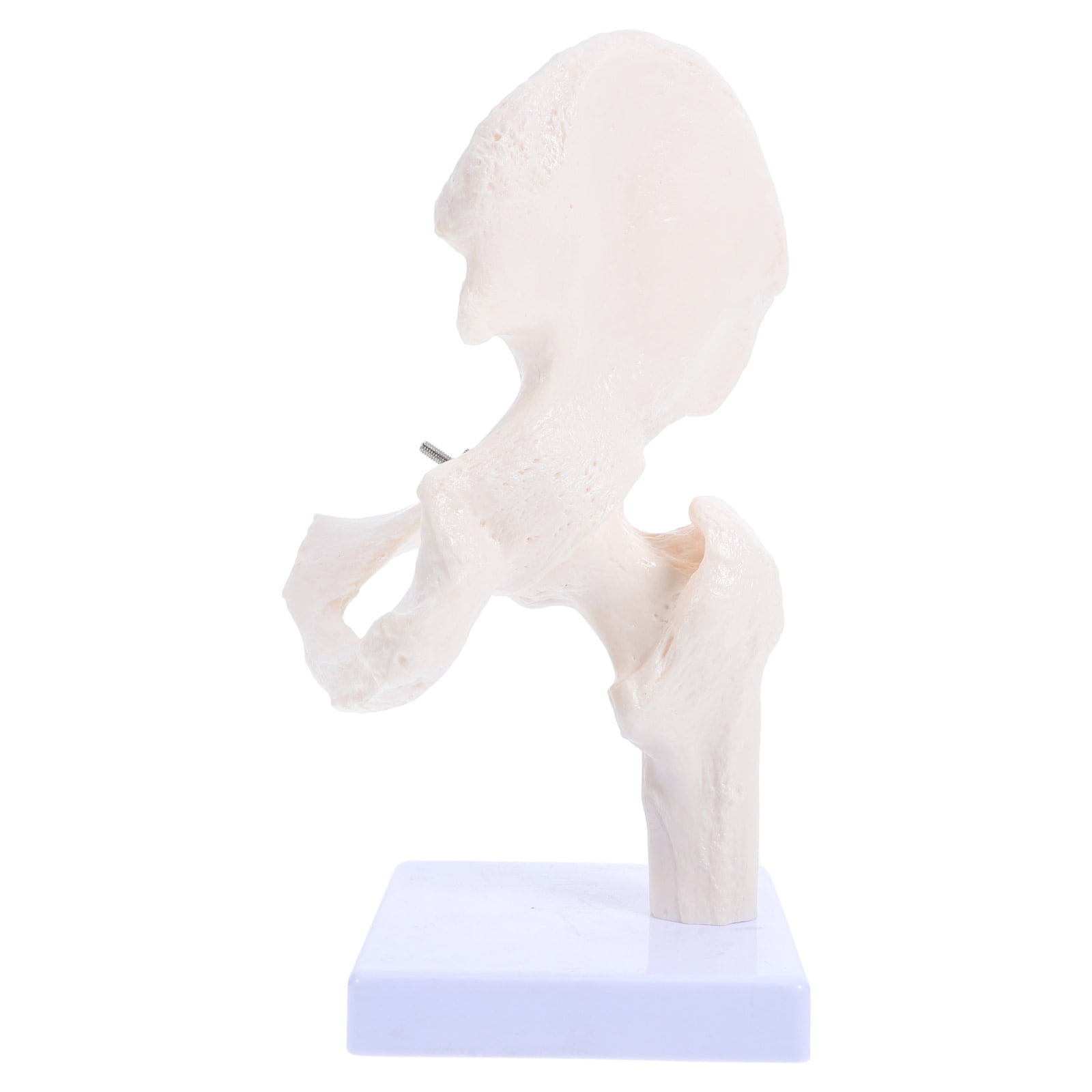 Worgeous Human Joint Model Realistic Skeleton Teaching Model Students ...