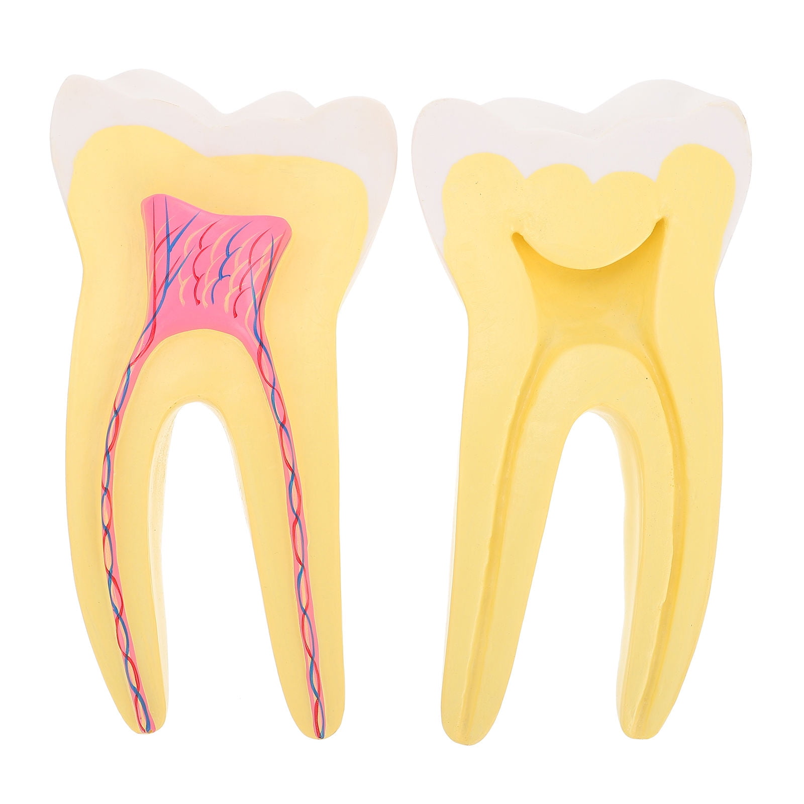 PVC Tool for Displaying Use Yellow Molar Model Simulated Teeth ...
