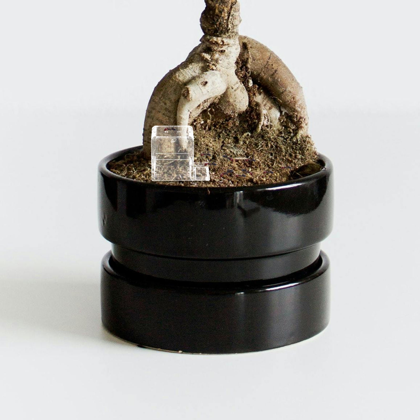 Worgeous Plastic Ants Water Feeder Ants Nest Water Feeder for Small ...