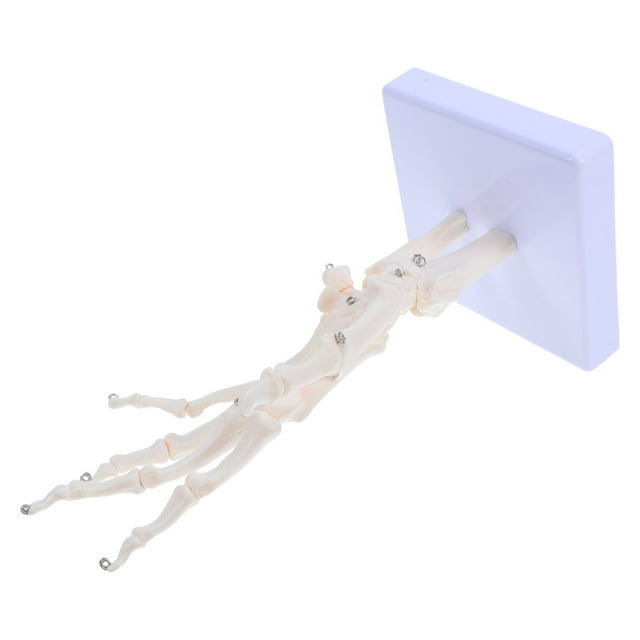 Worgeous Scientific Hand Skeleton Sculpture Tabletop Hand Skeleton ...