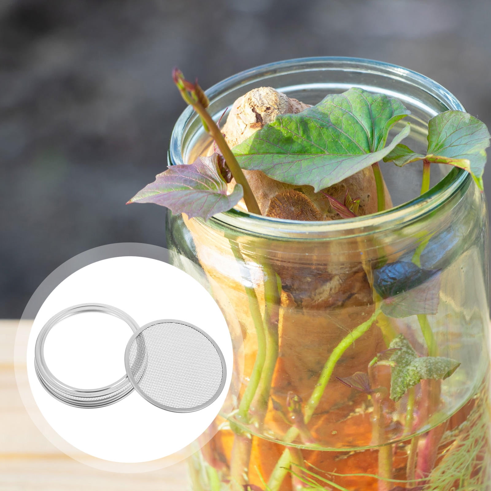 Worgeous Sprouting Kit Mason Jar Lids Jars Seeds Filter Bean Sprouts ...