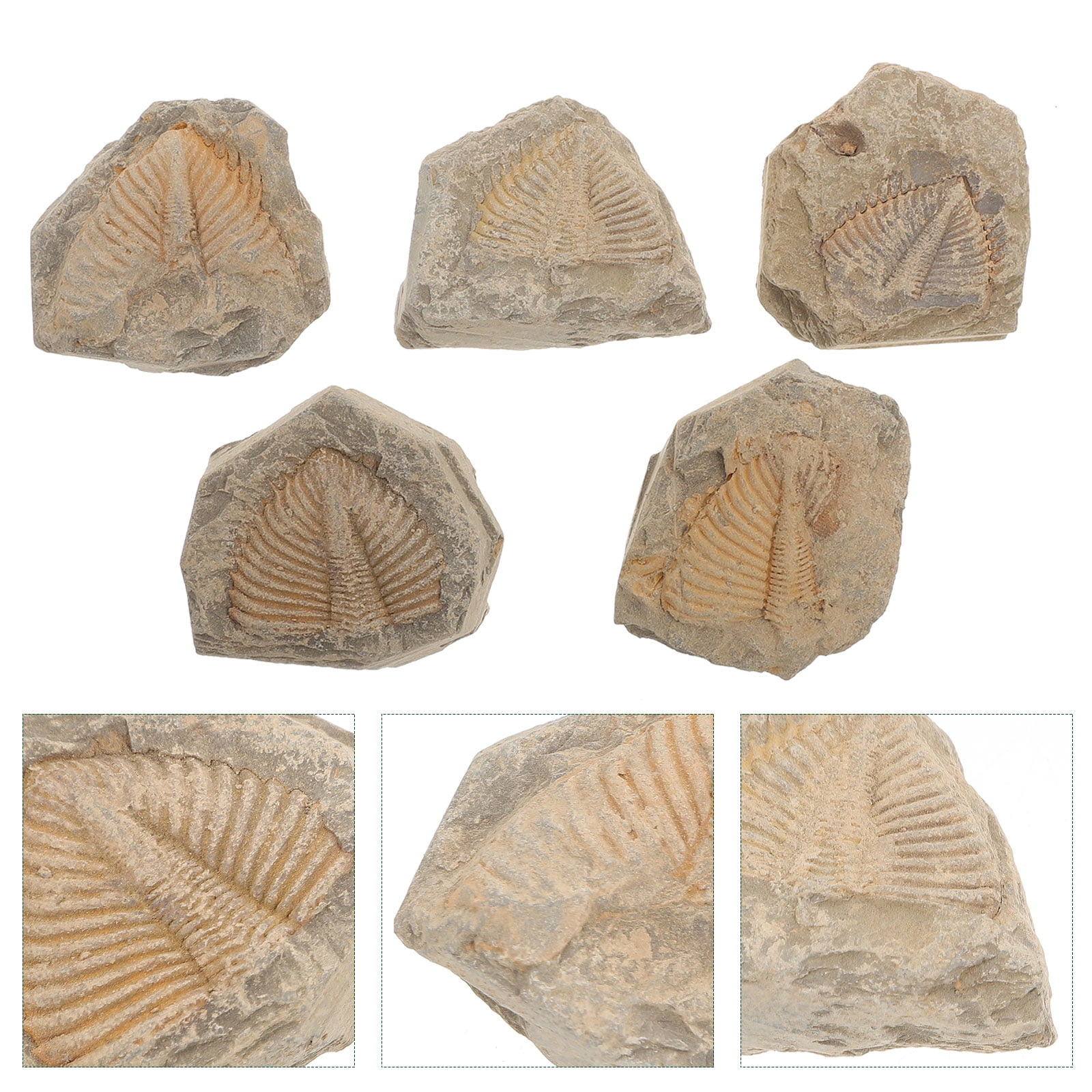 Worgeous Trilobite Sample for Decoration Light Brown Perfect Teaching ...