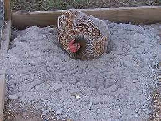 World's Best Chicken Bath - Wood Ash, Sand, Dust - for All Chickens (20 ...
