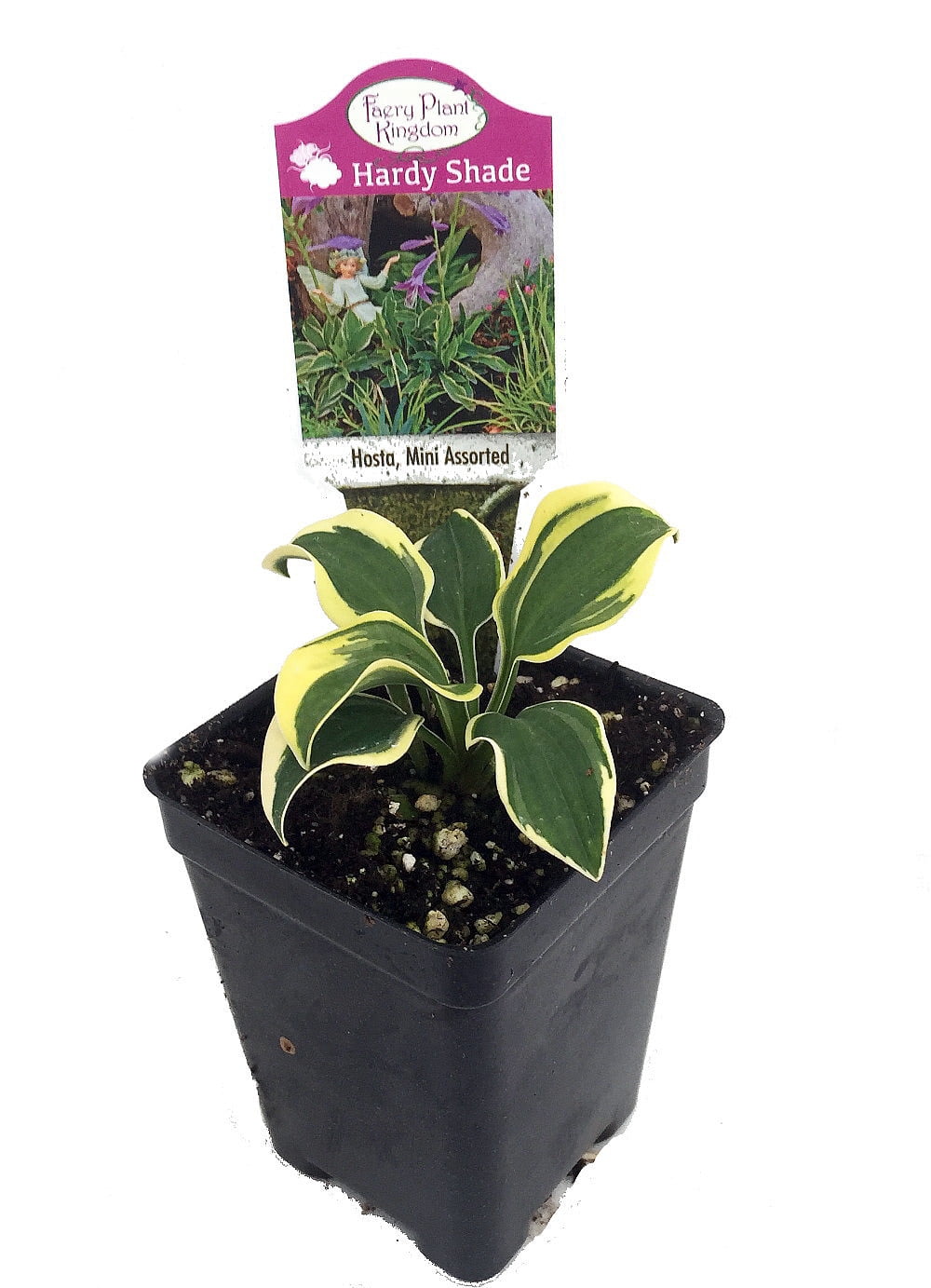 World's Smallest Hosta - Fairy Garden/Perennial Bedding Plant - 2.5 ...