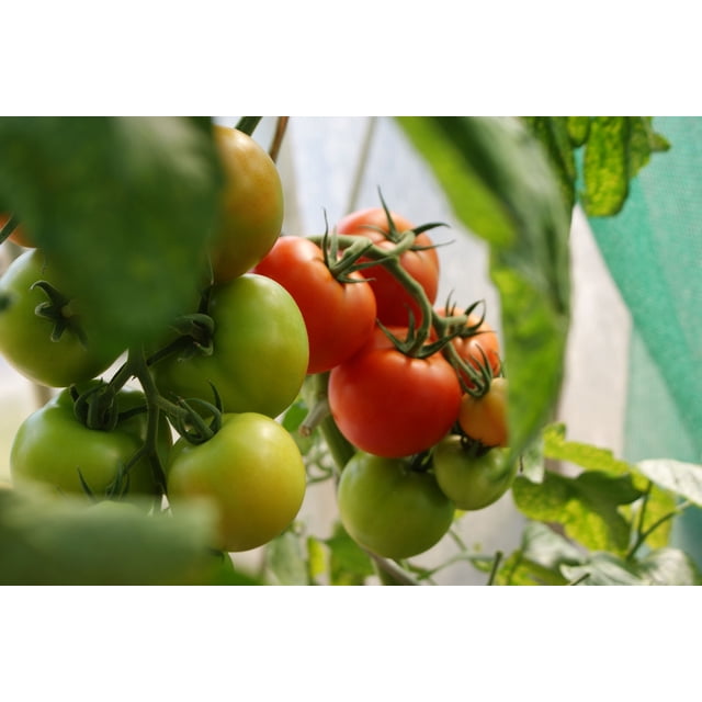 World's Smallest Tomato Seeds/ Perennial/ Full Sun/ 18K Seeds 1 oz ...