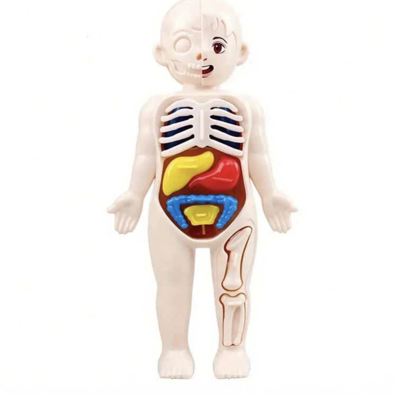Worldofkikka 1 Set Children's Science & Educational Human Body Model ...