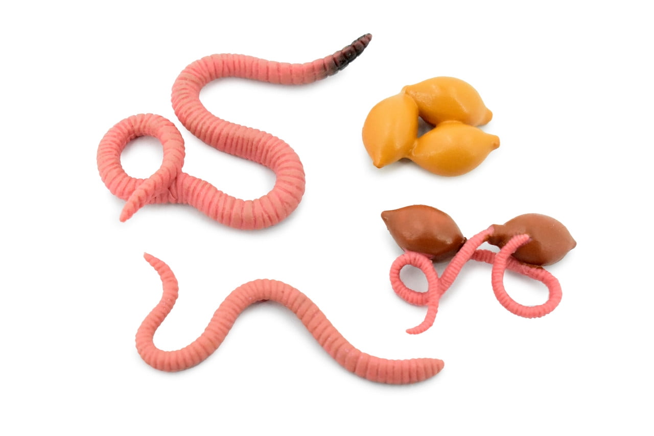 Worm, Life Cycle of a Earthworm, 3 Stages, Museum Quality, Hand Painted ...