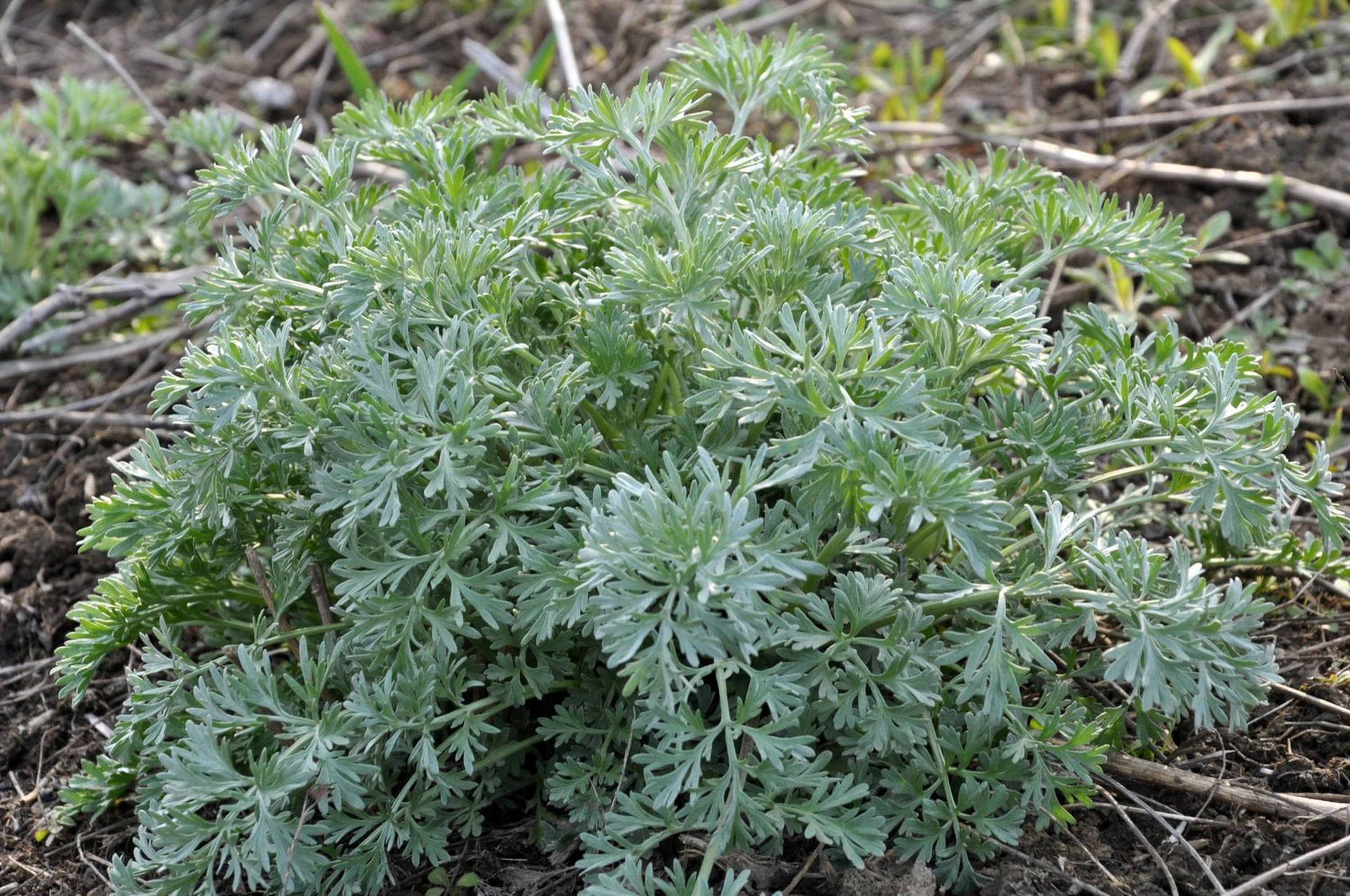 Wormwood Plant, (Artemisia absinthium) 2.5 inch pot - Walmart.com