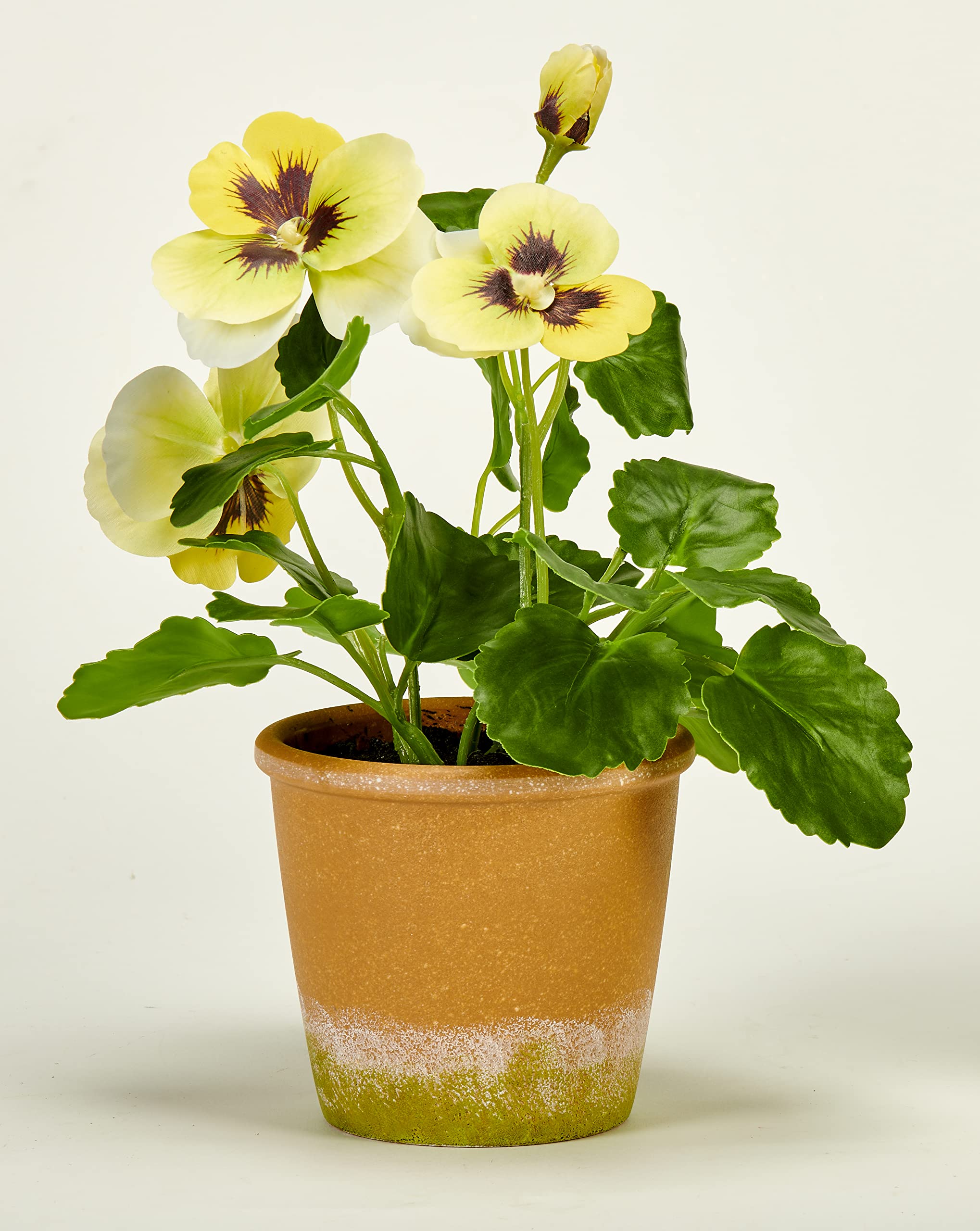 Pansy P