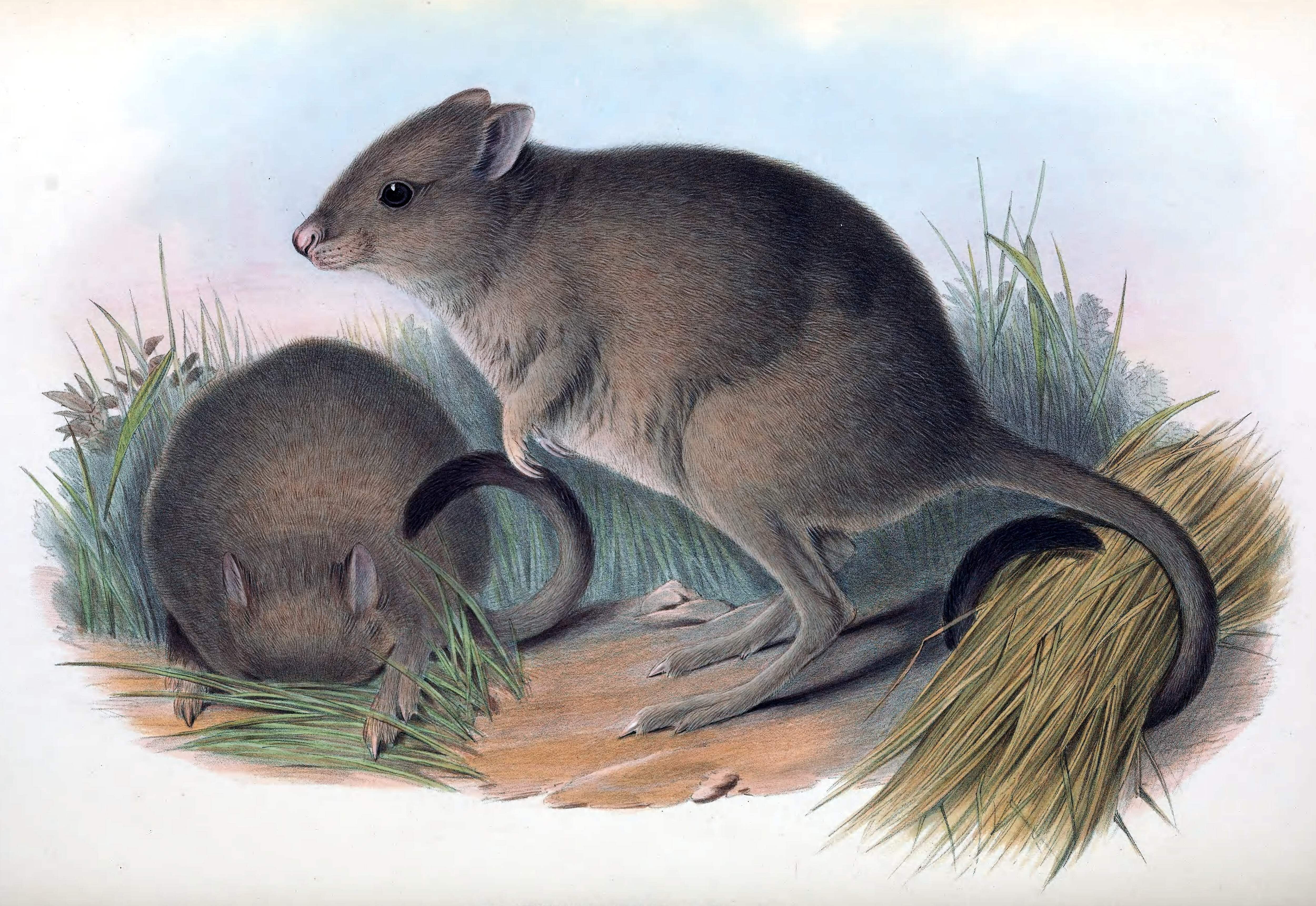 Woyle Brush Tailed Bettong Glossy Poster Picture Photo Print Banner ...