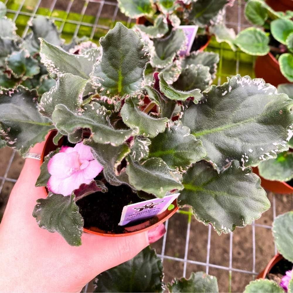 Wrangler's Dixie Celebration Variegated African Violet, 4 inch ...