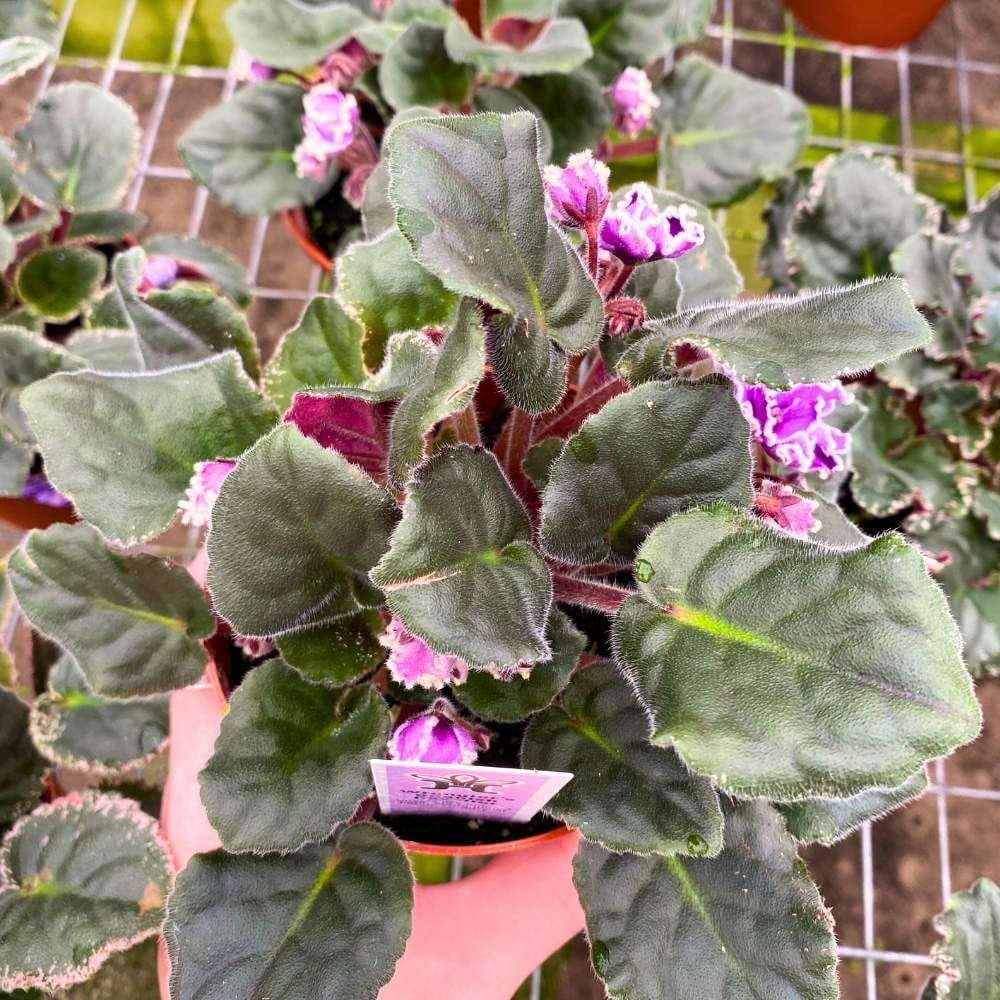 Wrangler's Spanish Dancer African Violet, 4 inch, Gesneriad Purple ...