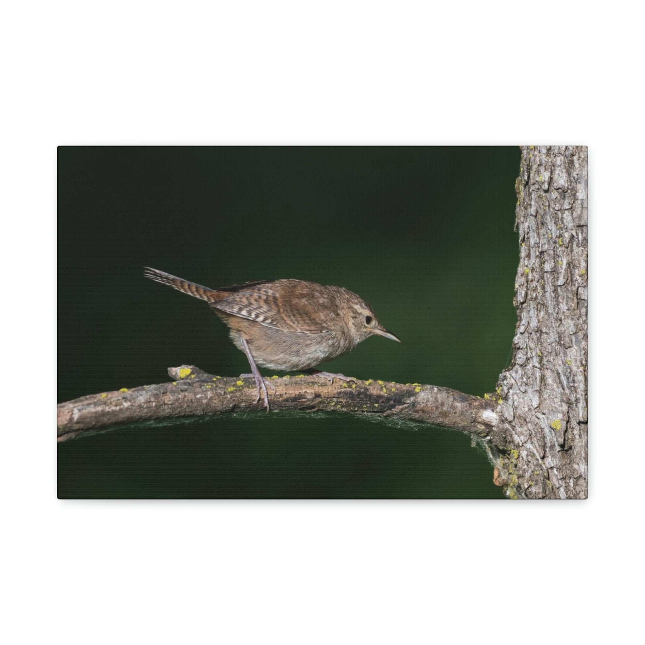 Wren Hunting Wren on Hunt Print Animal Wall Art Wildlife Canvas Prints ...
