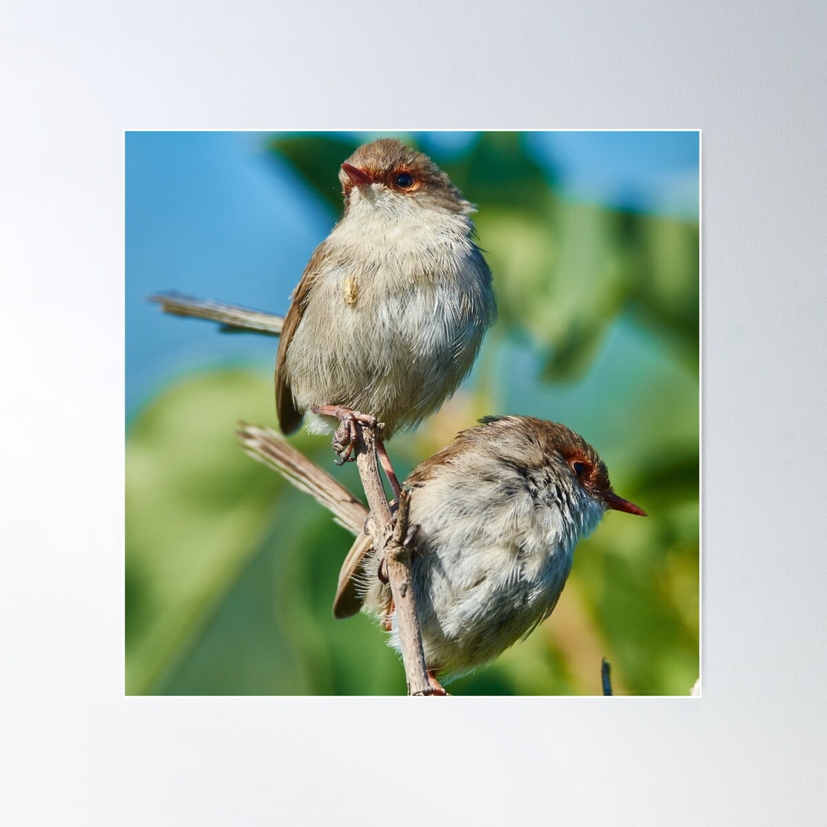 Wren ~ Superb Fairy-Wren Iwd2Tilj By David Irwin Poster Wall Art ...
