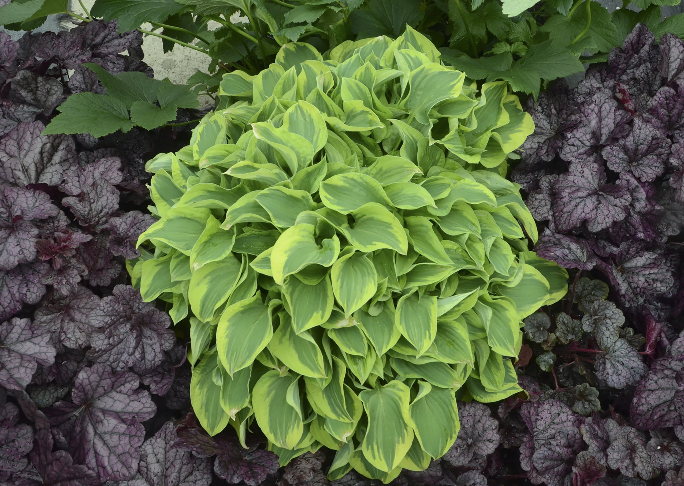 Wrinkle in Time Hosta - Gallon Pot - Shade Perennial - New! - Walmart.com