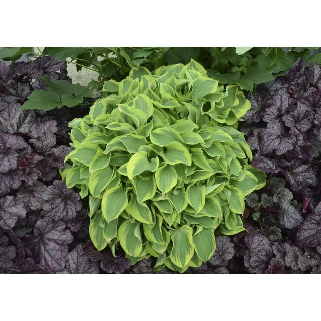 Wrinkle in Time Hosta - Gallon Pot - Shade Perennial - New! - Walmart ...