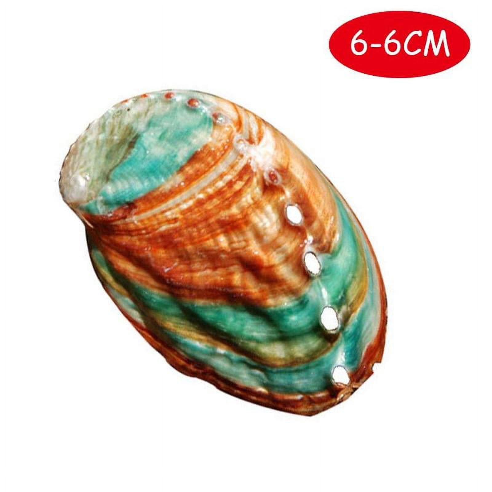 Wrinkled Abalone, Abalone Shell, Natural Conch Shell, Fish Tank ...