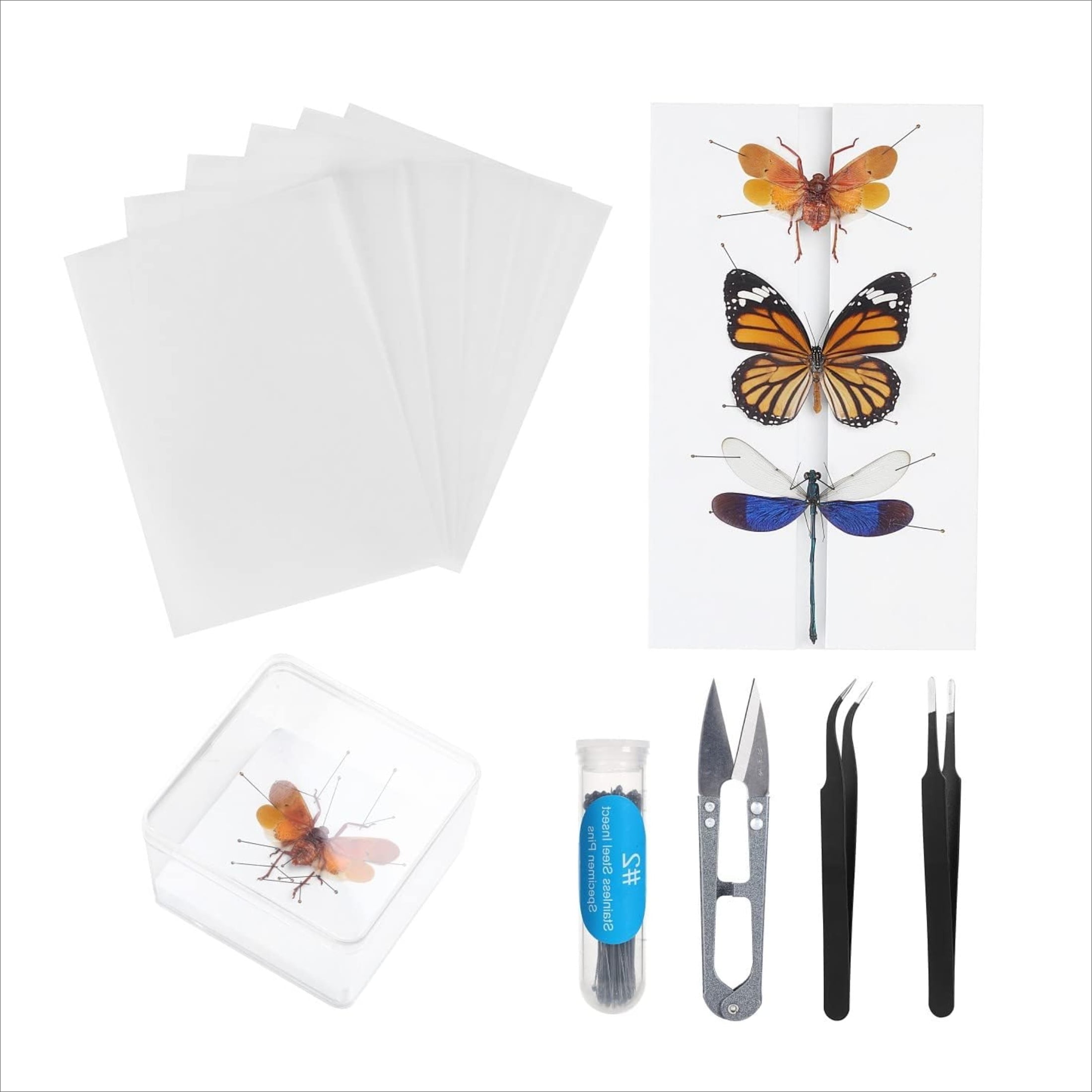 WuPing Insect Specimen Preparation Kit, DIY Butterfly Specimen Tools ...
