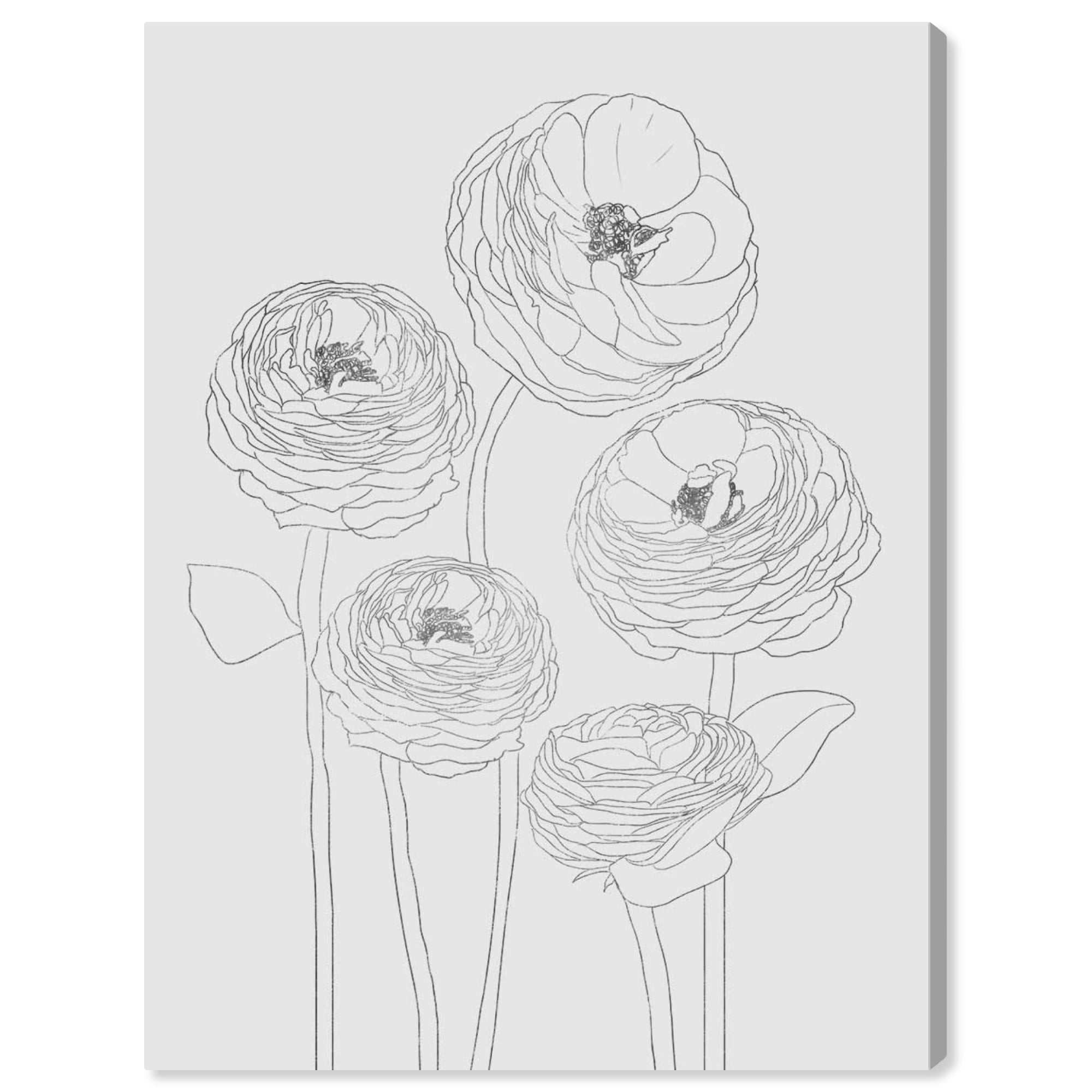 Wynwood Studio Floral and Botanical Wall Art Canvas Prints 'Ranunculus ...