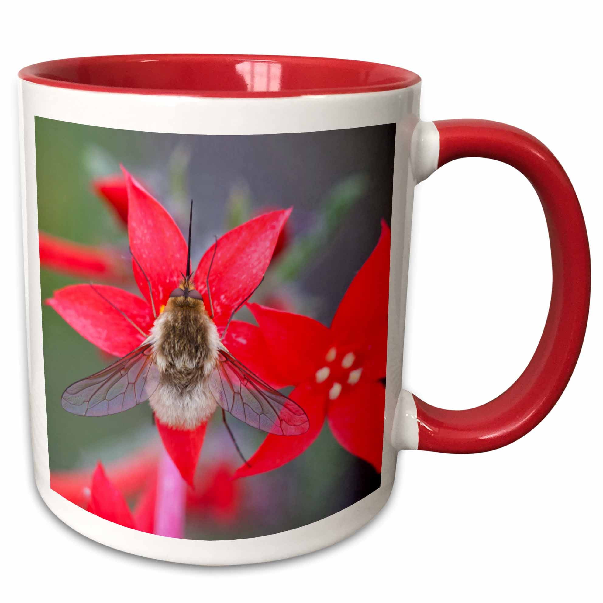 3drose, Wyoming, Bee Fly with Proboscis Showing on Scarlet Gilia ...
