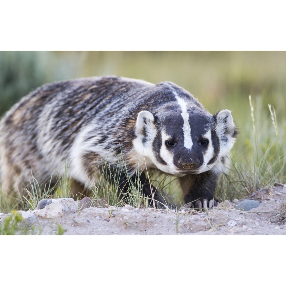 Wyoming Sublette County. Badger walking in a grassland showing its long ...