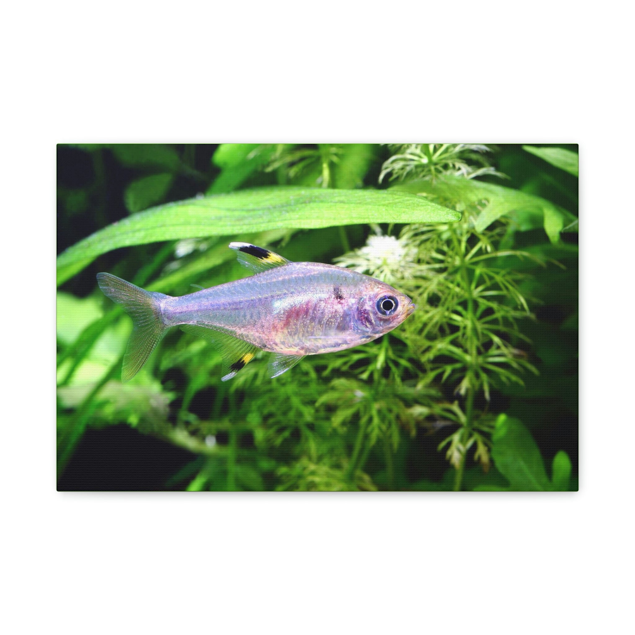 X-ray Fish Hunting X-ray Fish on Hunt Print Animal Wall Art Wildlife ...