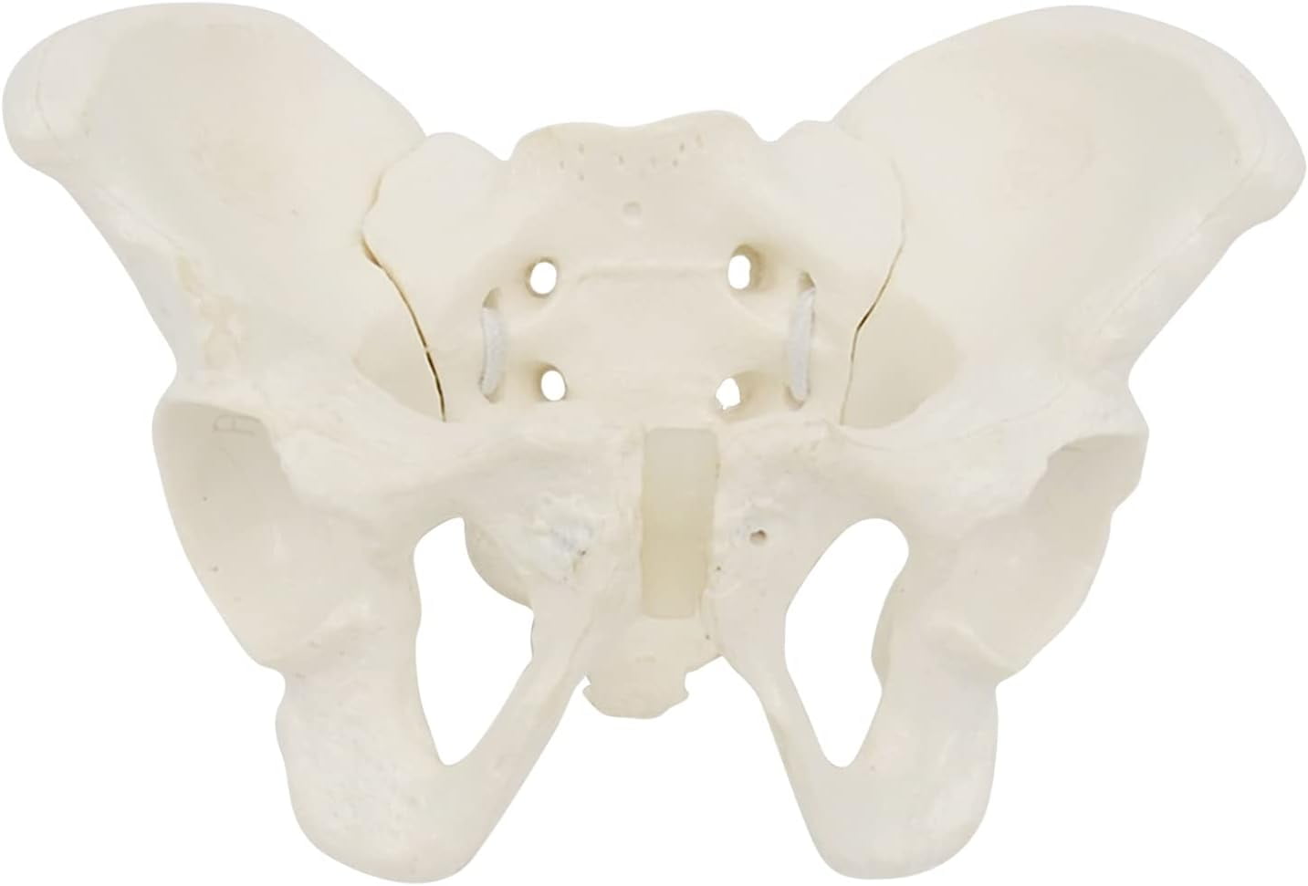 XD-Mini Size Female Pelvis Model, Flexible Anatomy Model, Hip Bone ...