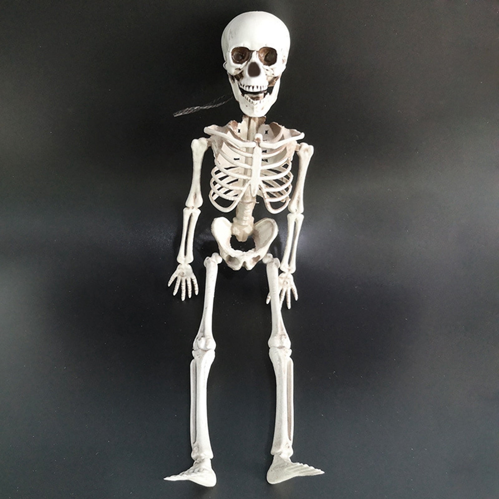 XDDST Halloween Decorations 40cm Realistic Human Skeleton Decoration ...