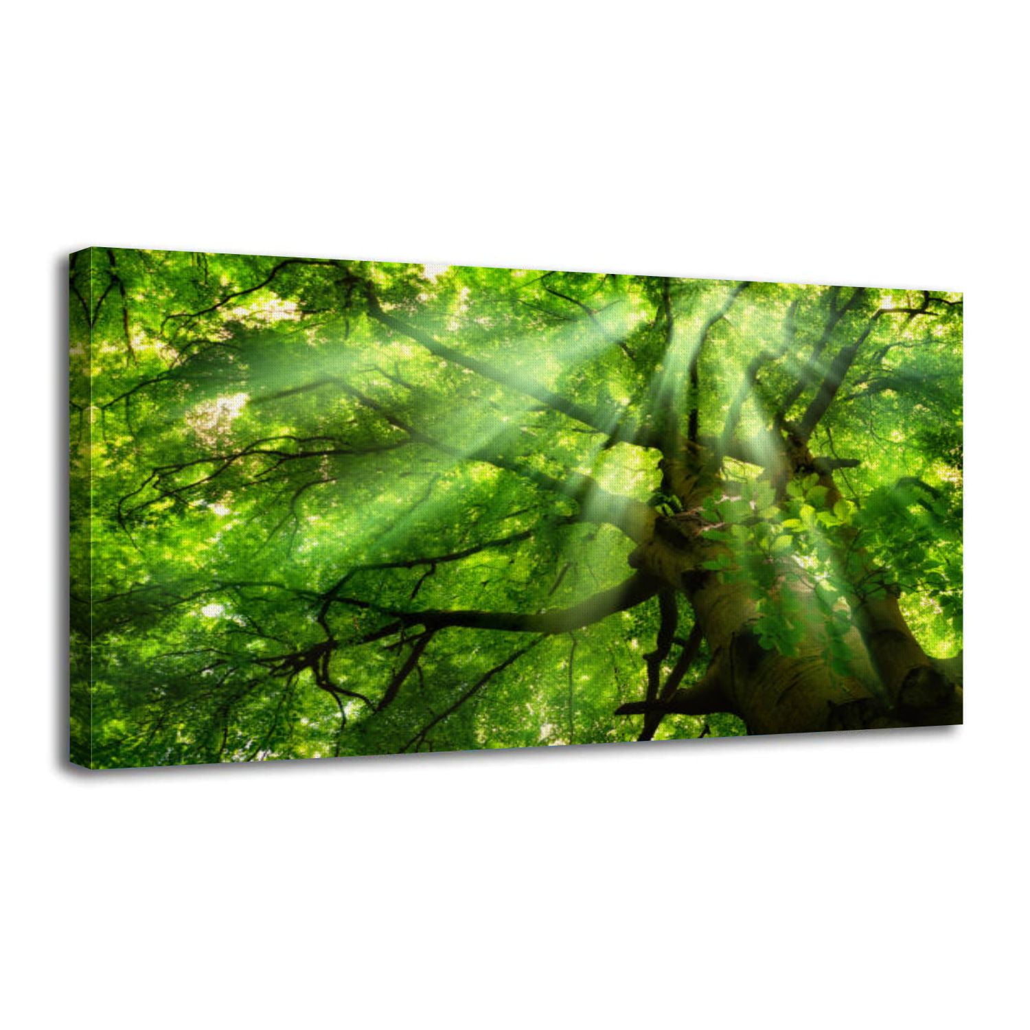 XEOSLKRH Canvas Wall Art Rays light falling green tree canopy Wall ...