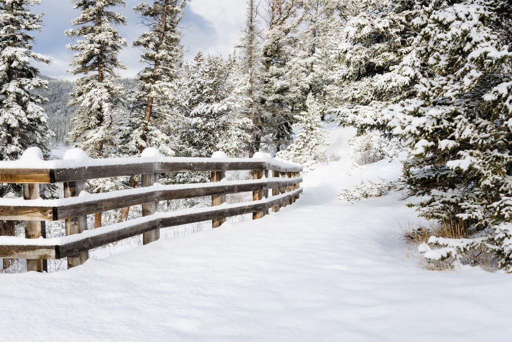 XFX-POSTERS-Snowy Forest Path With Fence Winter Landscape Photo Cool ...