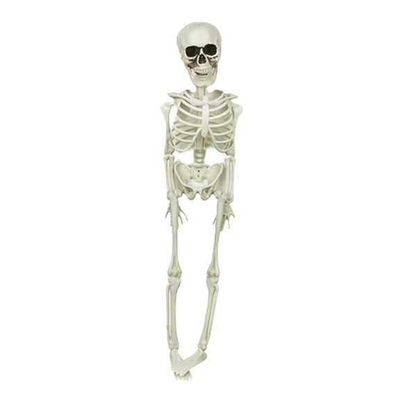 Posable Skeleton