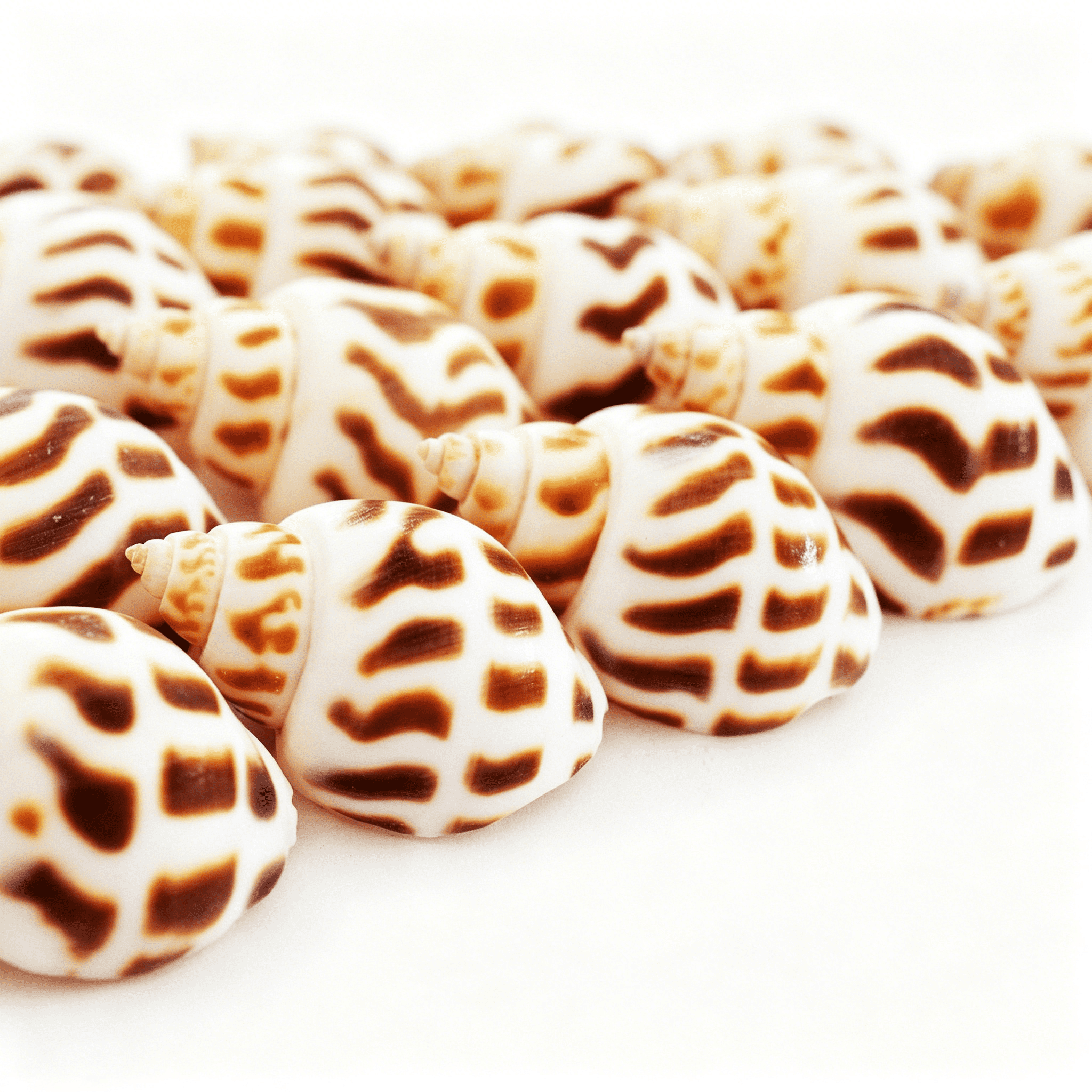 XIBUFE 100 Shells Seashells 1"-1 1/2" Shellcraft Beach Crafts Nautical ...