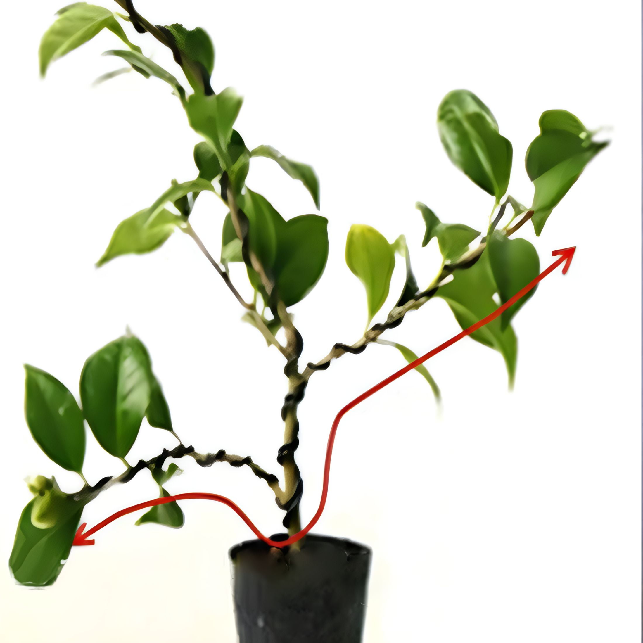 XIBUFE 2026 New Bonsai Wire with Cutter Tree Training Wires 5M Total ...