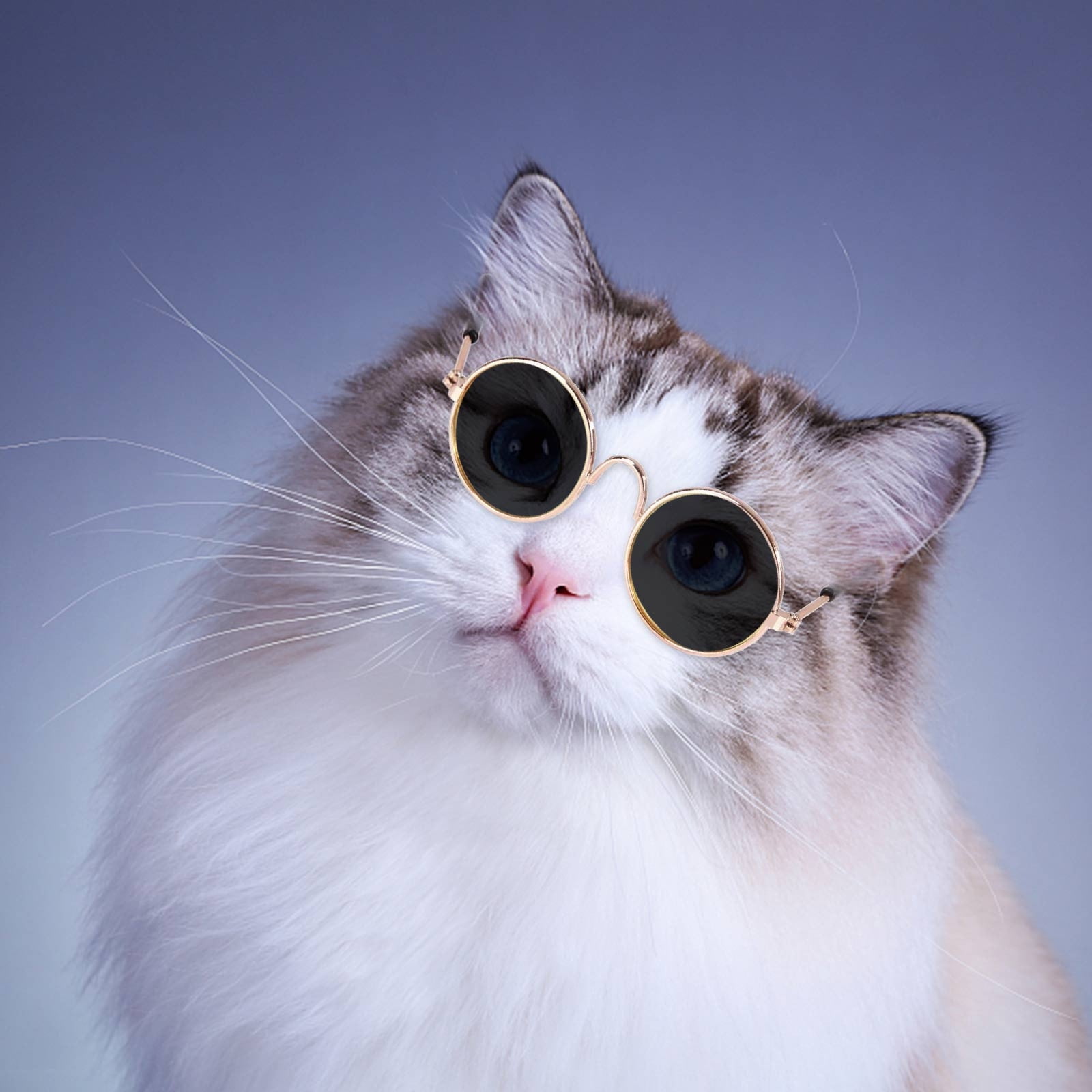 XMMSWDLA Patio Decorations OutdoorFashion Dog, Cats, Pet Glasses ...