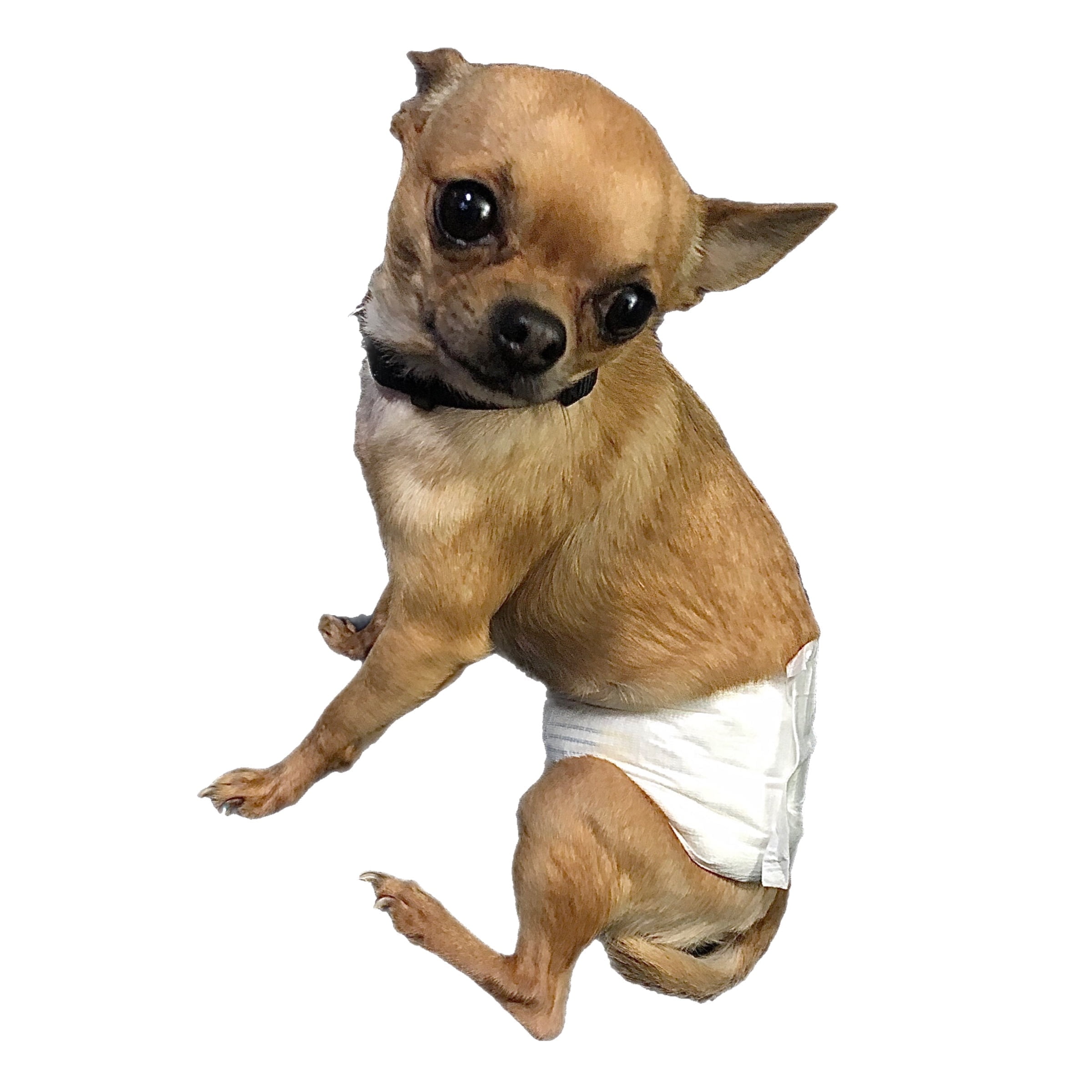 XS Extra Small Dog Diapers - Walmart.com