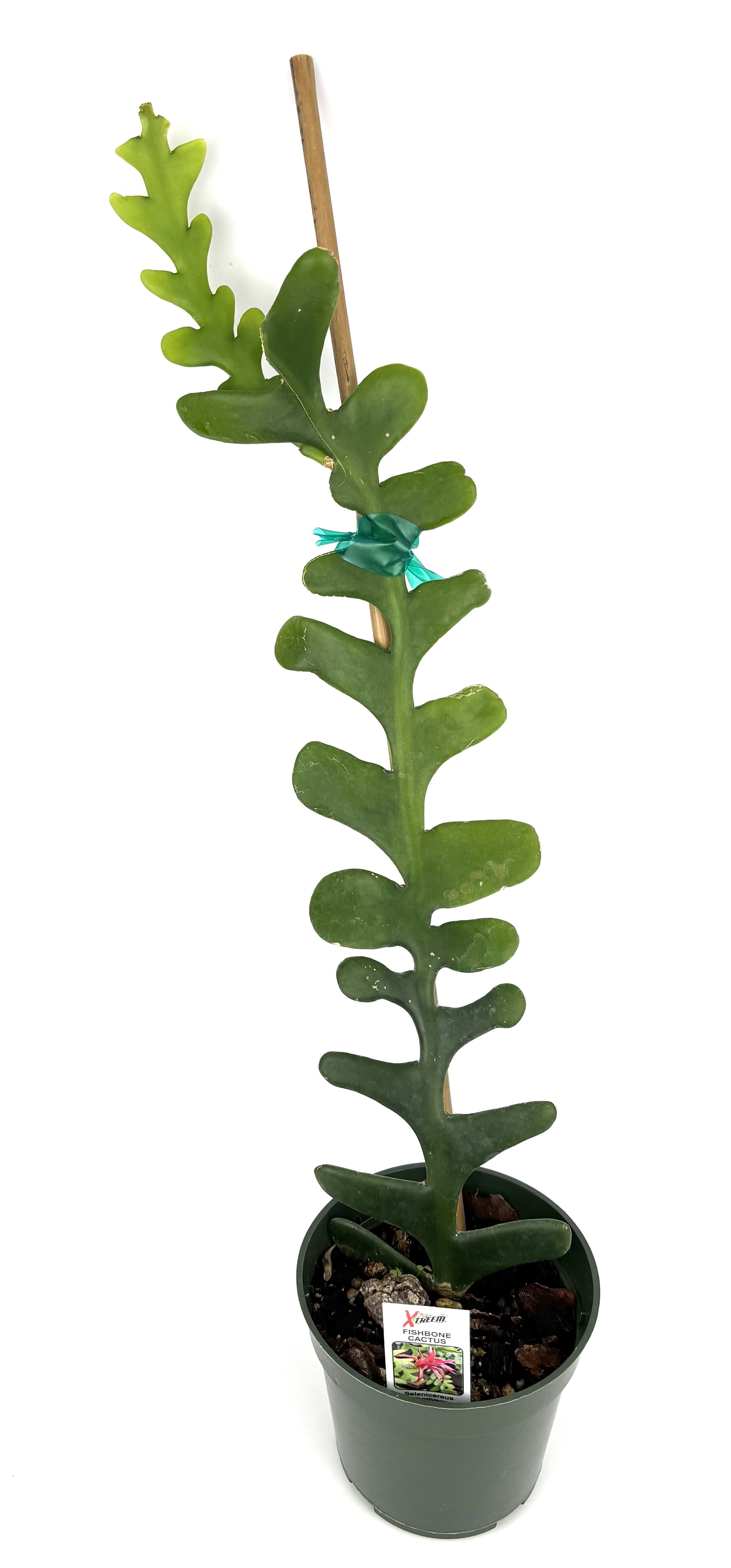 Fishbone Cactus 12-18" Selenicereus Anthonyanus Live Plants in 4" Pot ...