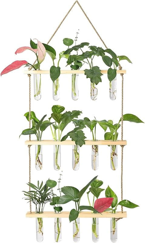 XXXFLOWER Wall Hanging Propagation Station with Wooden Stand 5 Glass ...
