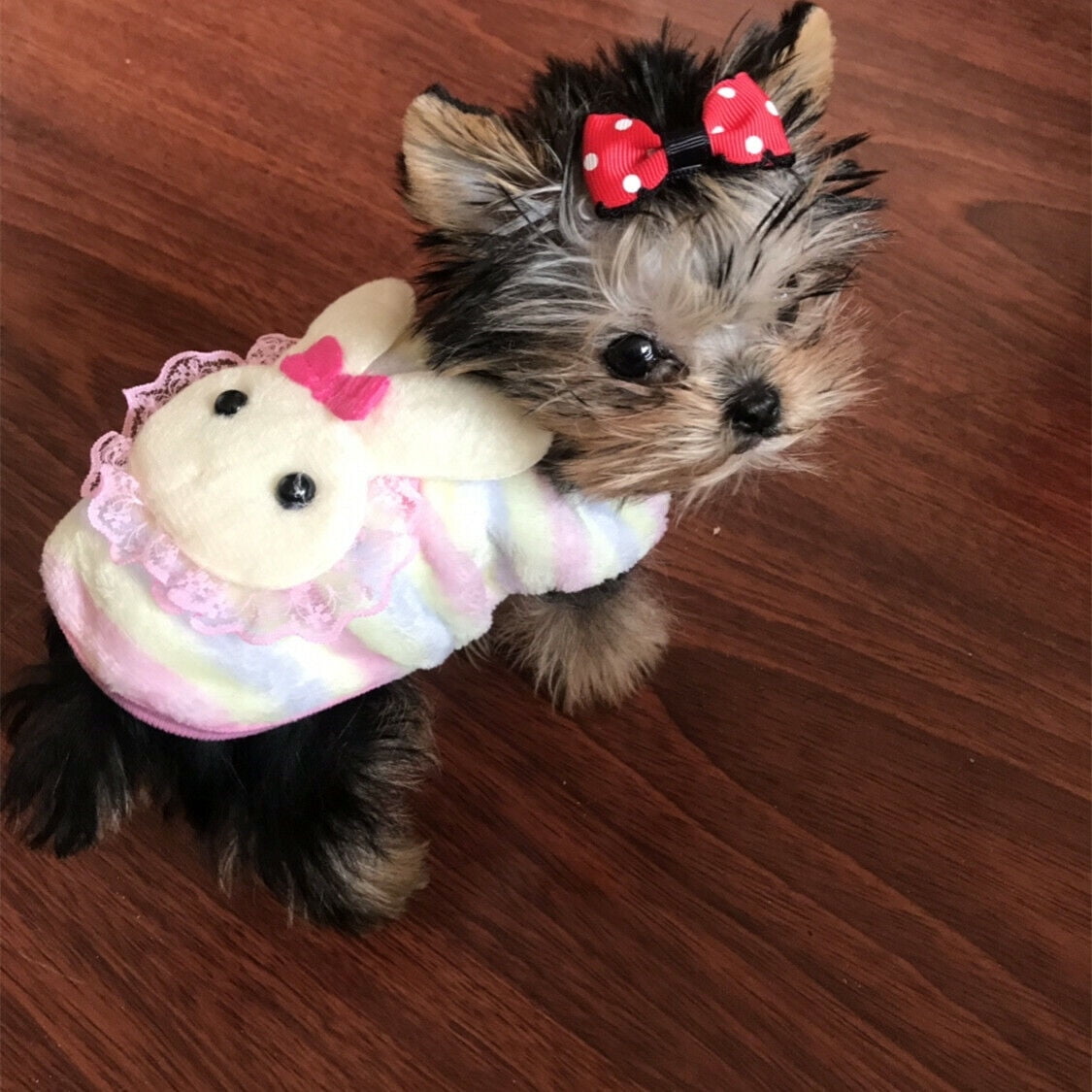 XXXS/XXS/XS/S Cute Teacup Dog Clothes Puppy Vest Coral Soft Girl Dog ...