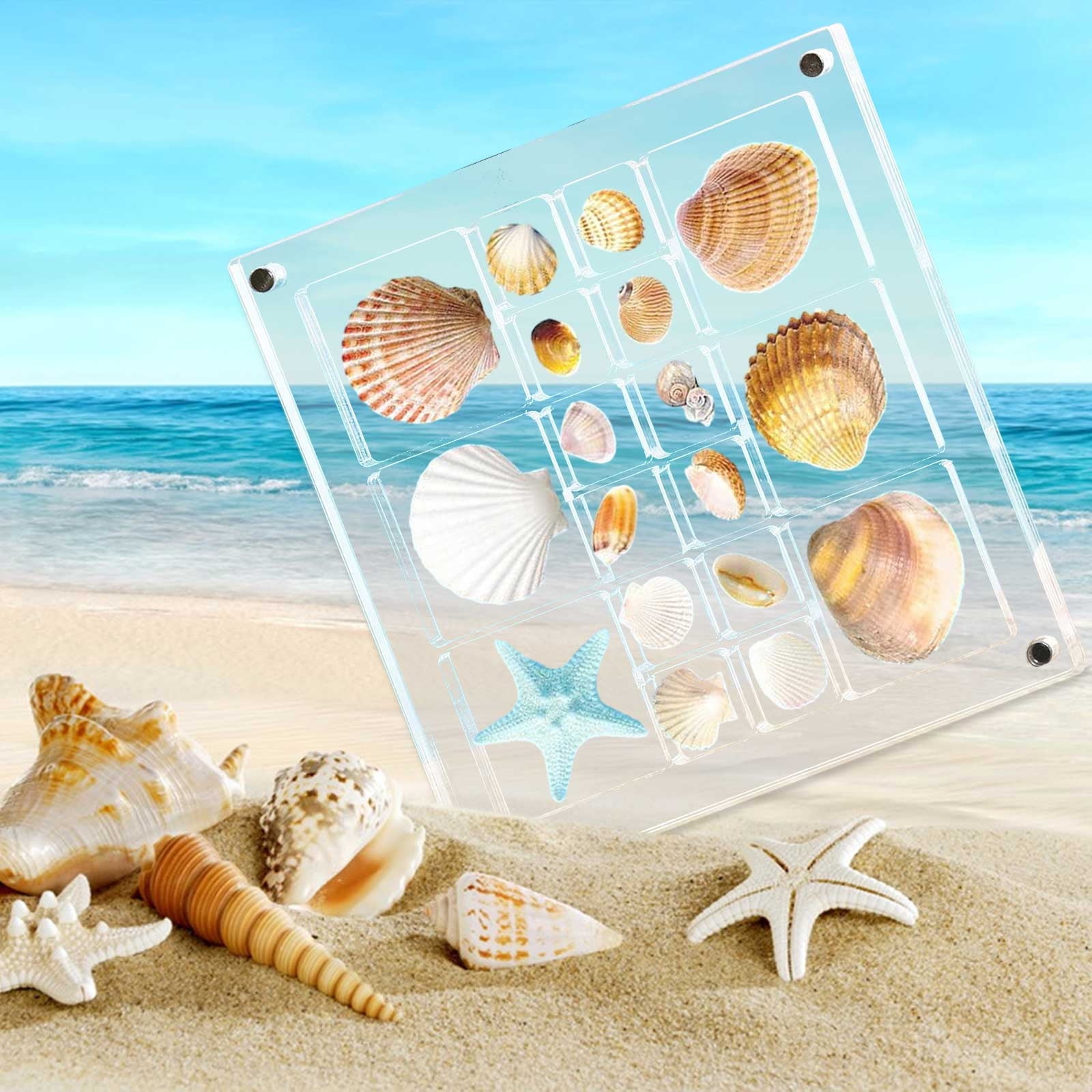 XYRSRUW Acrylic Magnetic Seashell Display Box, Large Size Seashell ...