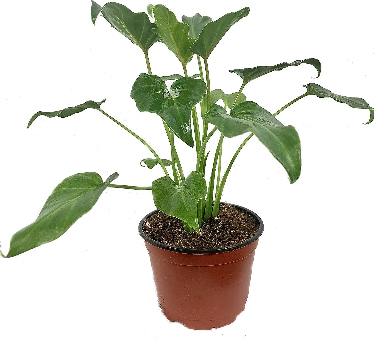 Xanadu Cut Leaf Philodendron - 3 Live Plants in 6 Inch Pots - Philodendron Danadu - Compact Easy ...