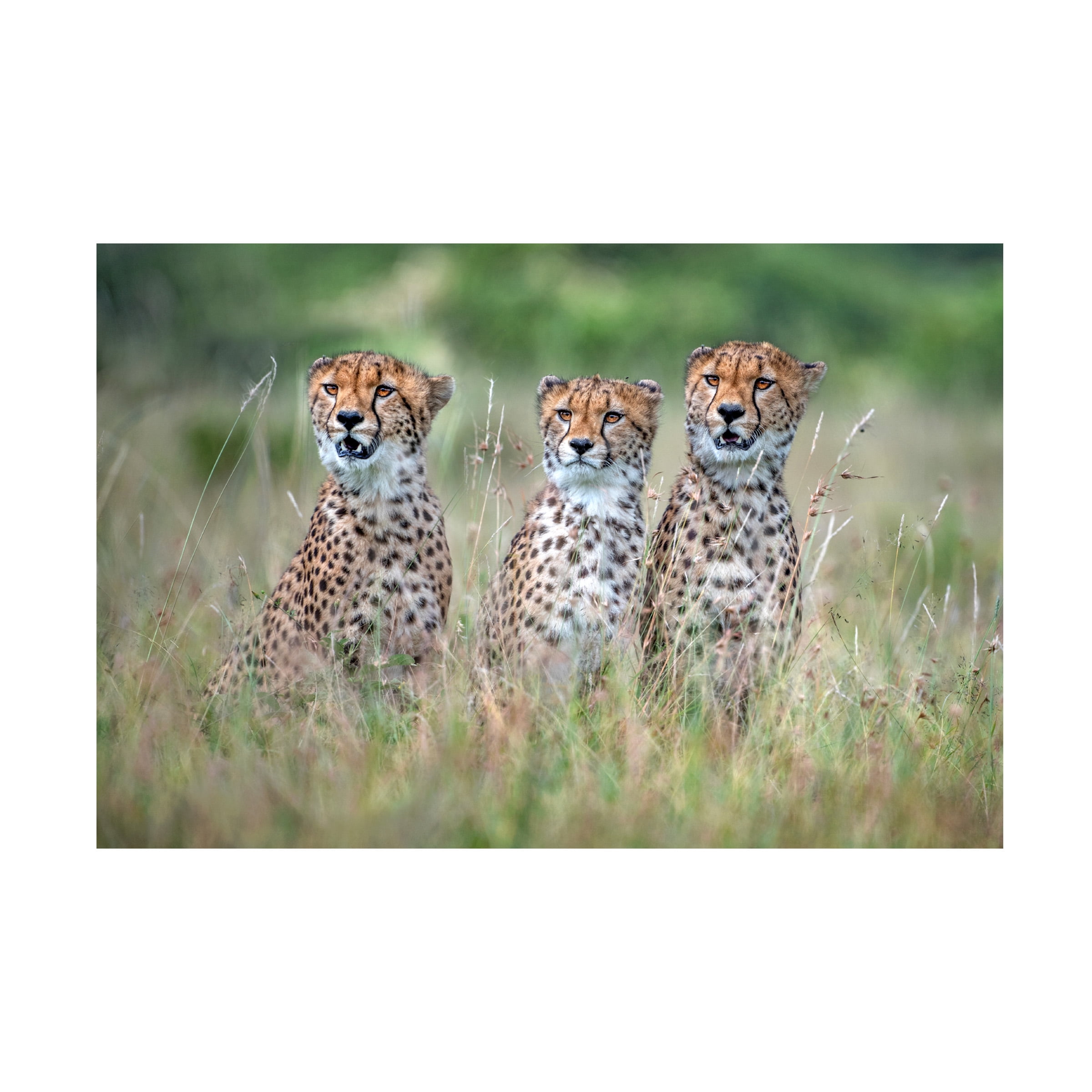 Xavier Ortega 'Cheetah Cubs' Canvas Art - Walmart.com