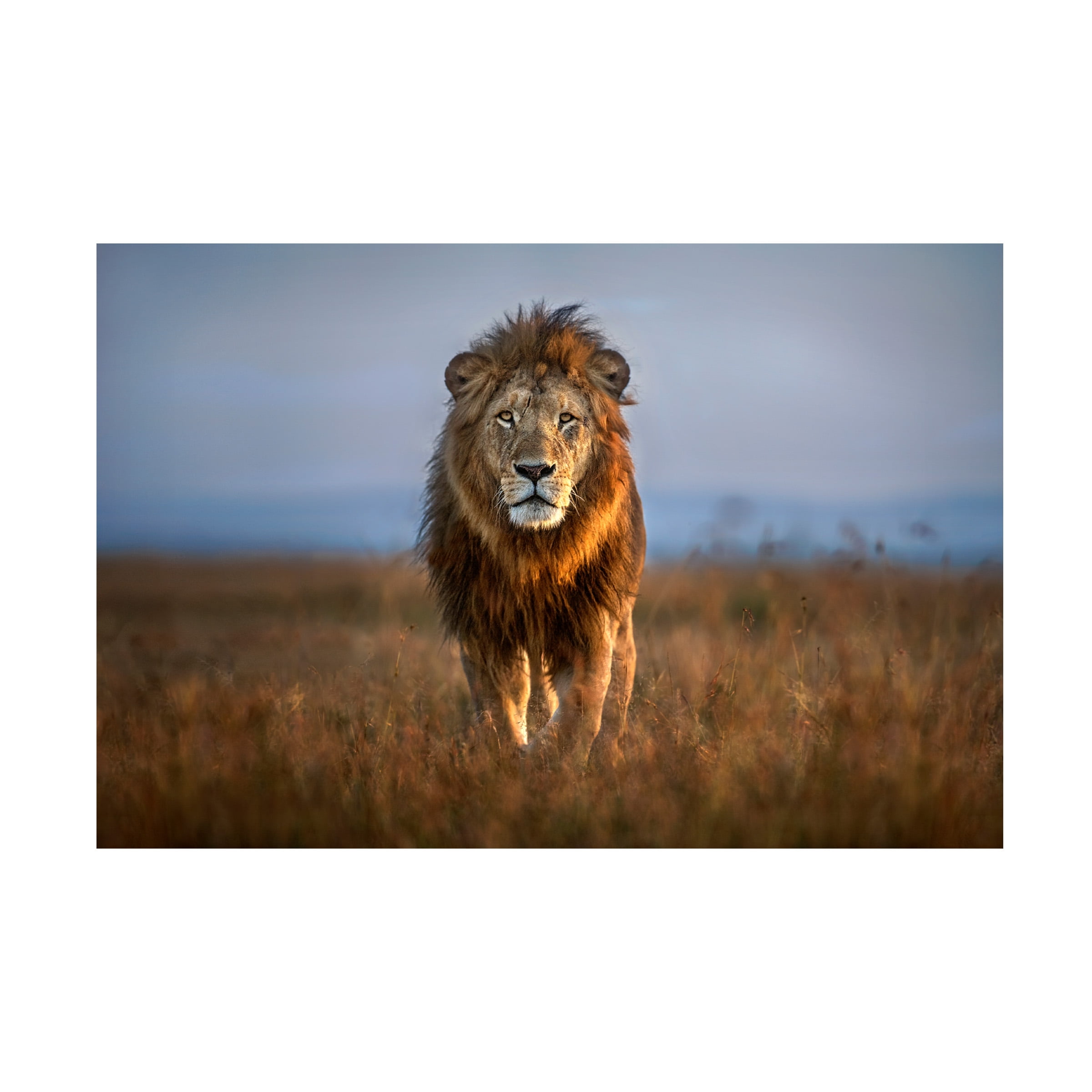 Xavier Ortega 'Lion Close Up' Canvas Art - Walmart.com