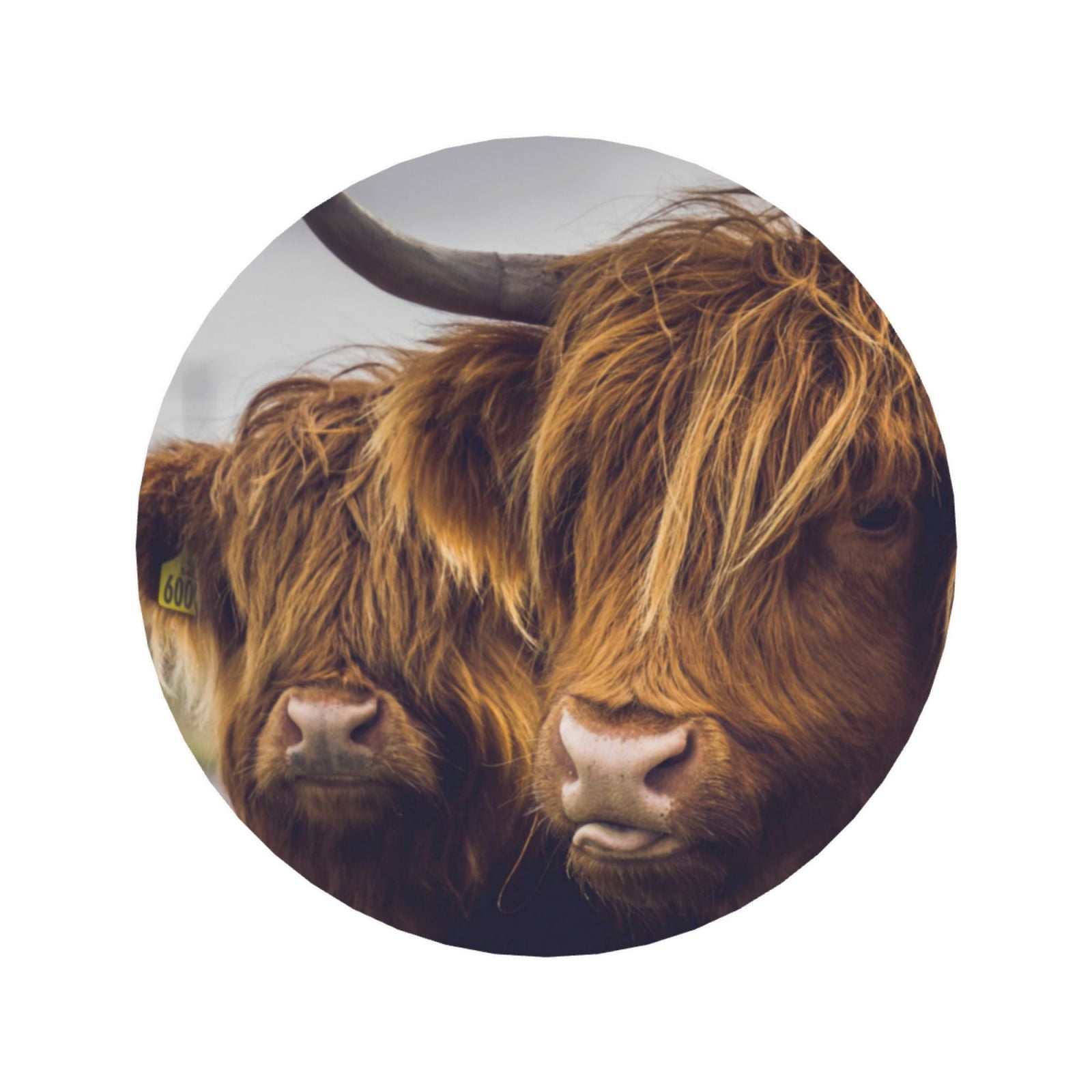 Xecao Portrait Of Cow With Its Baby Cow for Fridge Magnets - Fun ...