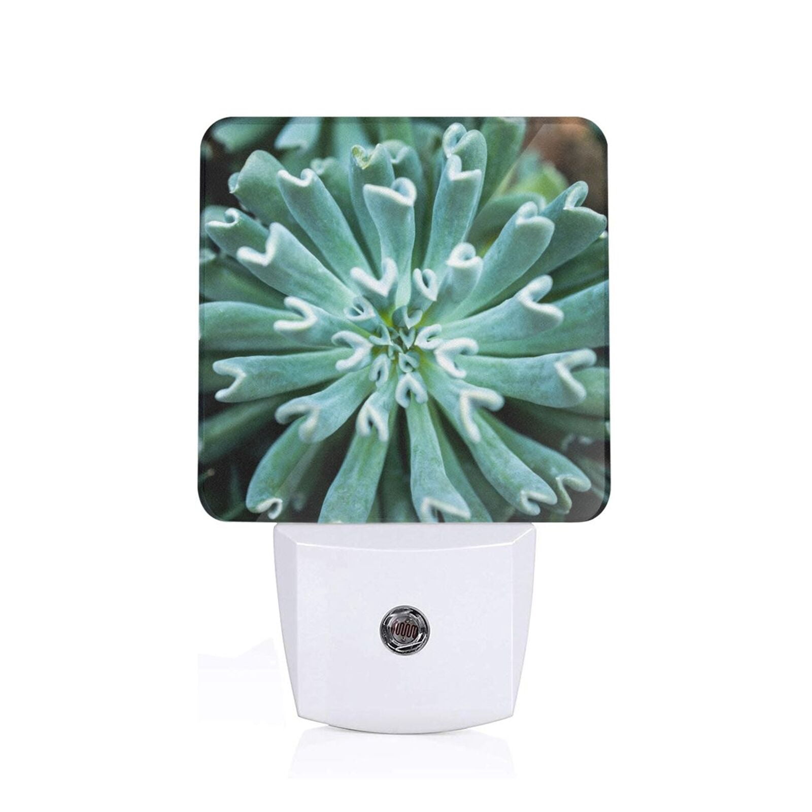 Xecao Teal Cactus for Night Light - a Wall-mounted LED Fixture with A ...