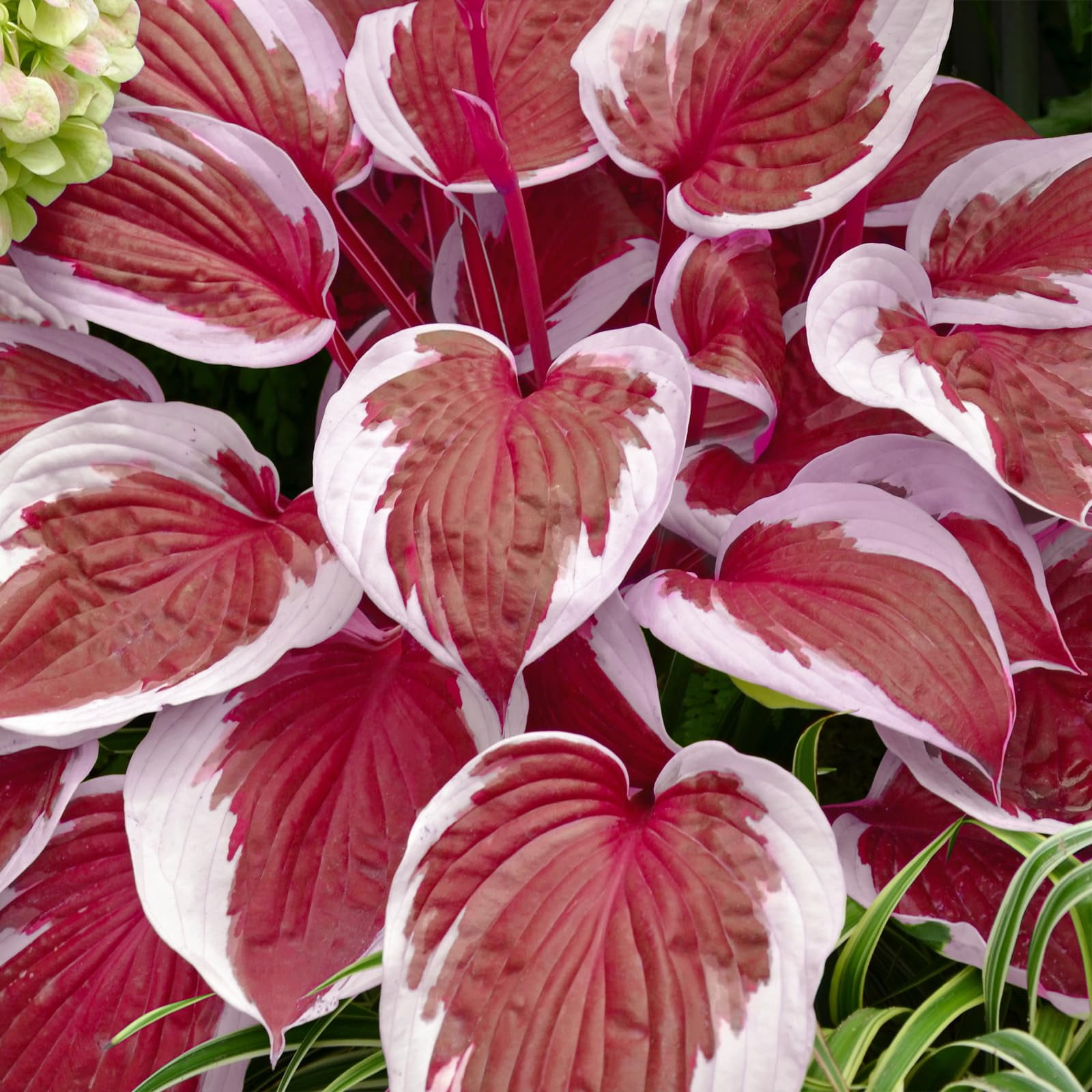 Xeloeia Hosta Plant Seeds Perennial, 100pcs MVR1 Red White Large Leaves ...