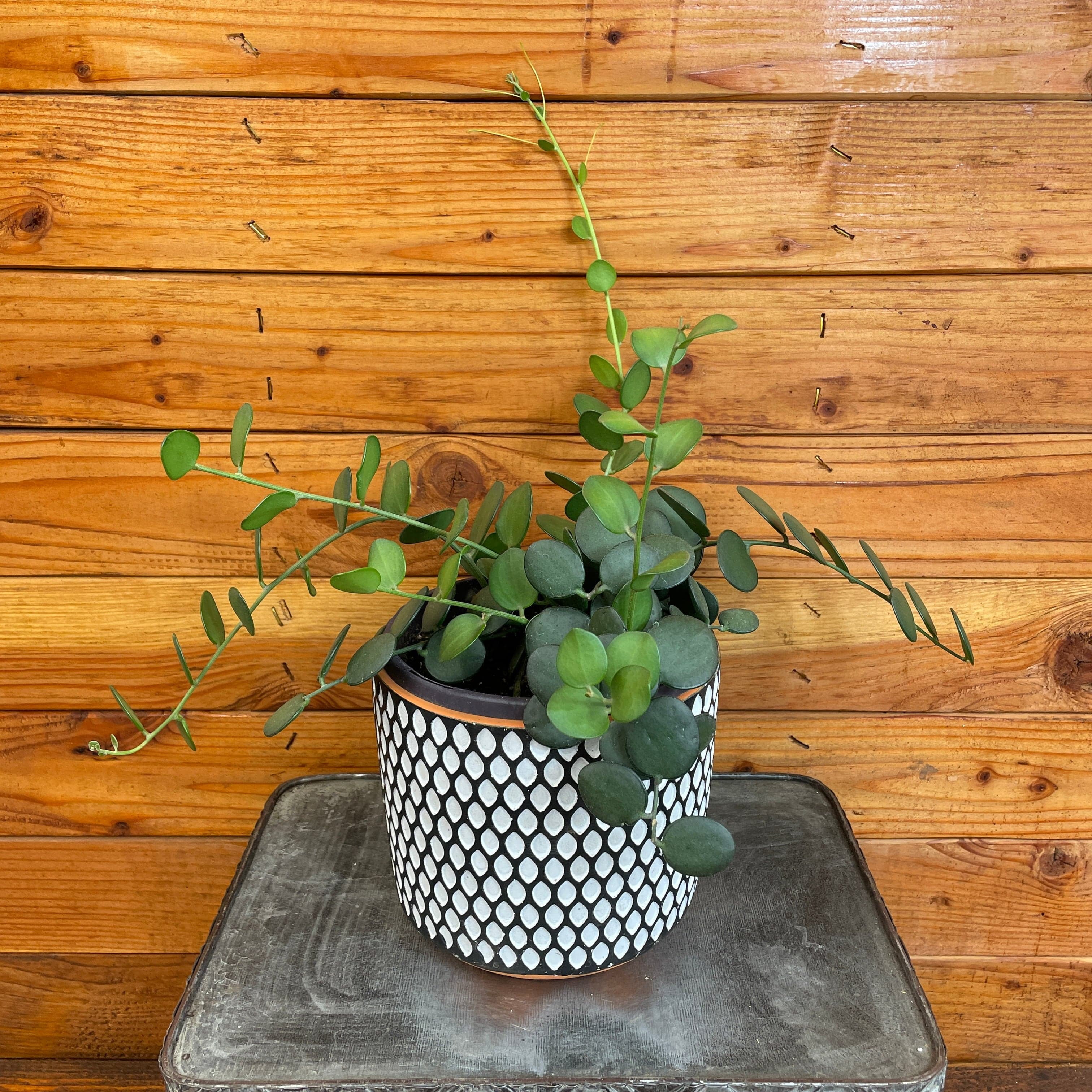 Xerosicyos Danguyi Silver Dollar Vine, 6" Plant - Walmart.com